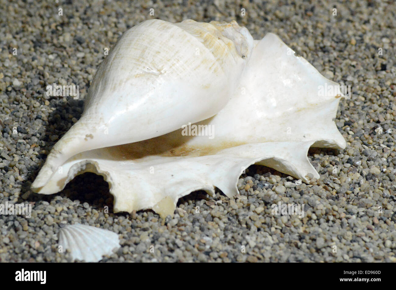 The Sea shell on sand Stock Photo - Alamy