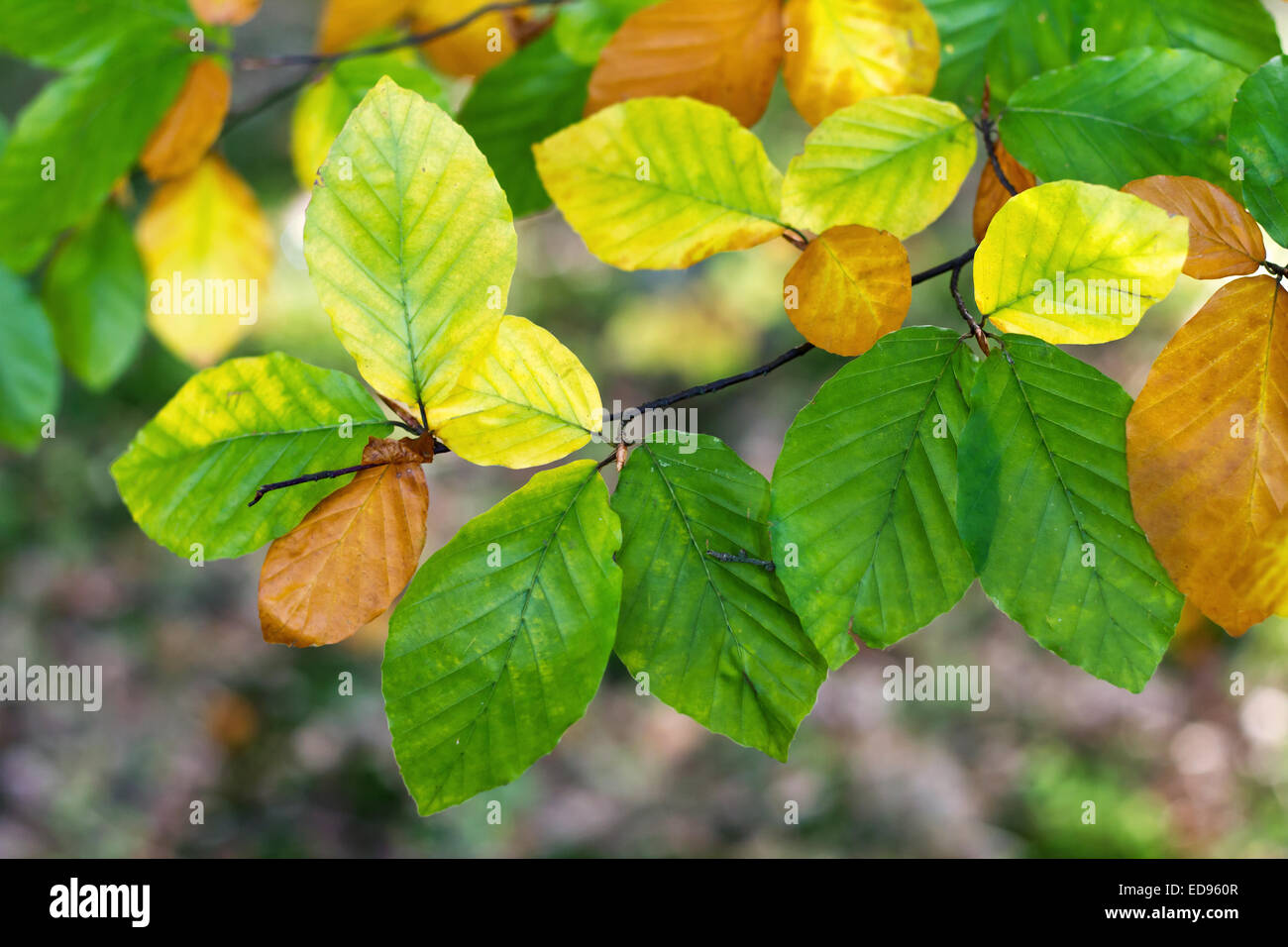 Leaves wallpapers hi-res stock photography and images - Alamy