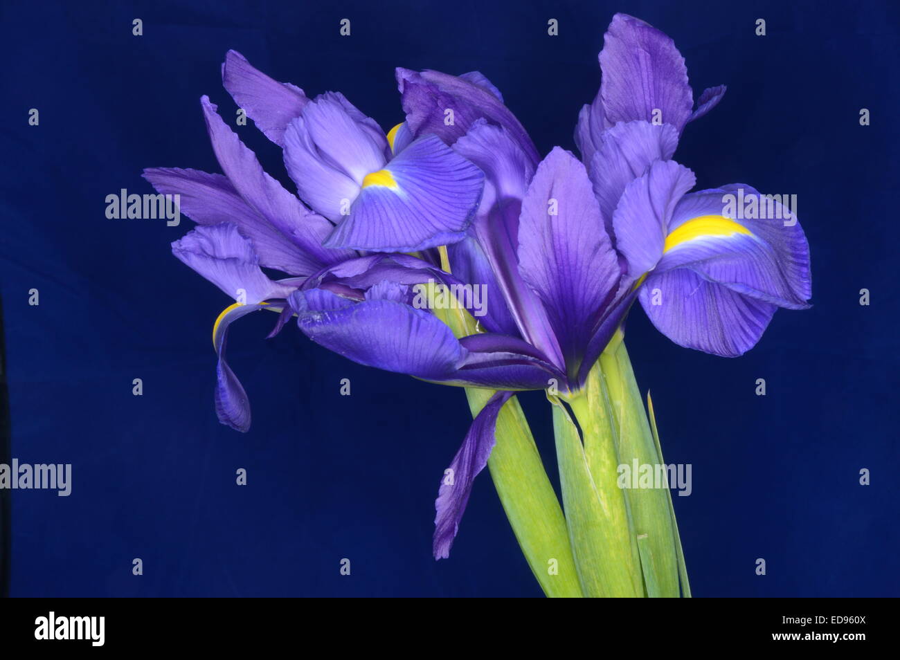 Irises on a dark blue Stock Photo - Alamy