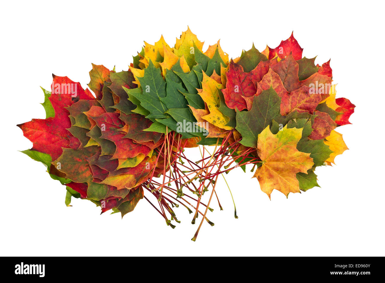 Colorful autumn fall leaves maple isolated on white background Stock ...