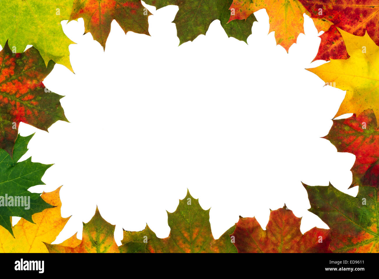 Autumn backdrop - frame composed of colorful autumn leaves over white ...