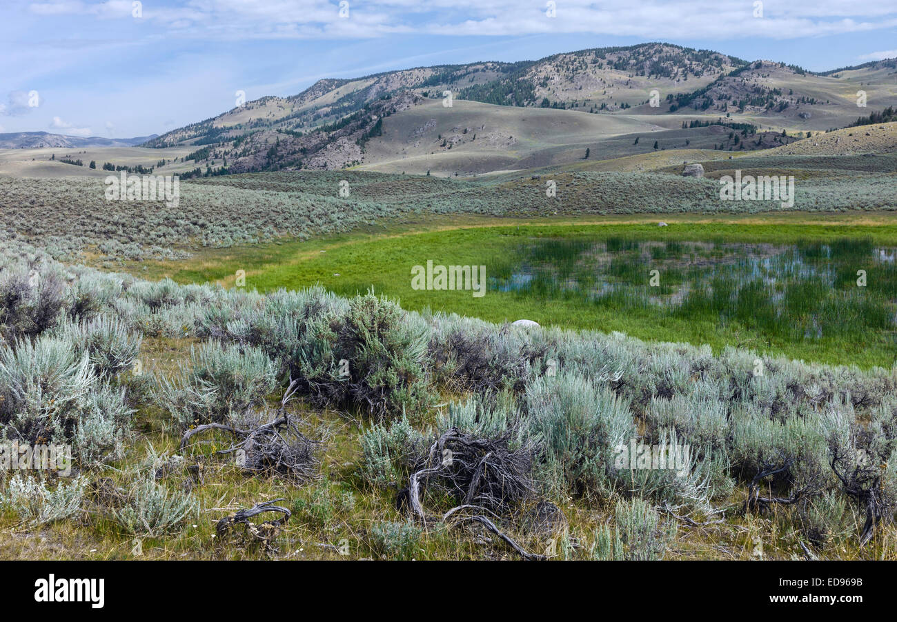 Scattered bush hi-res stock photography and images - Alamy