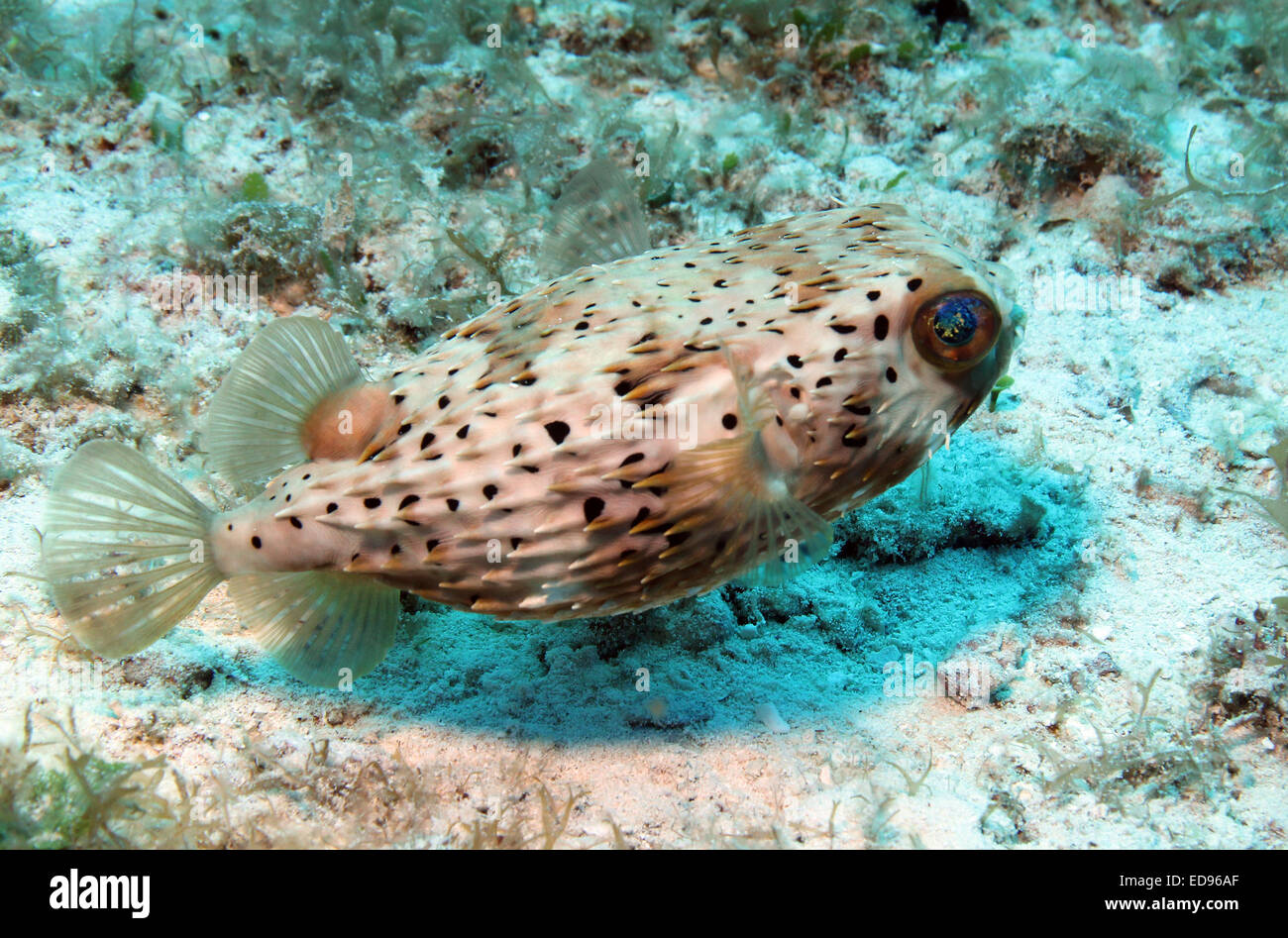 Diodon holocanthus hi-res stock photography and images - Alamy
