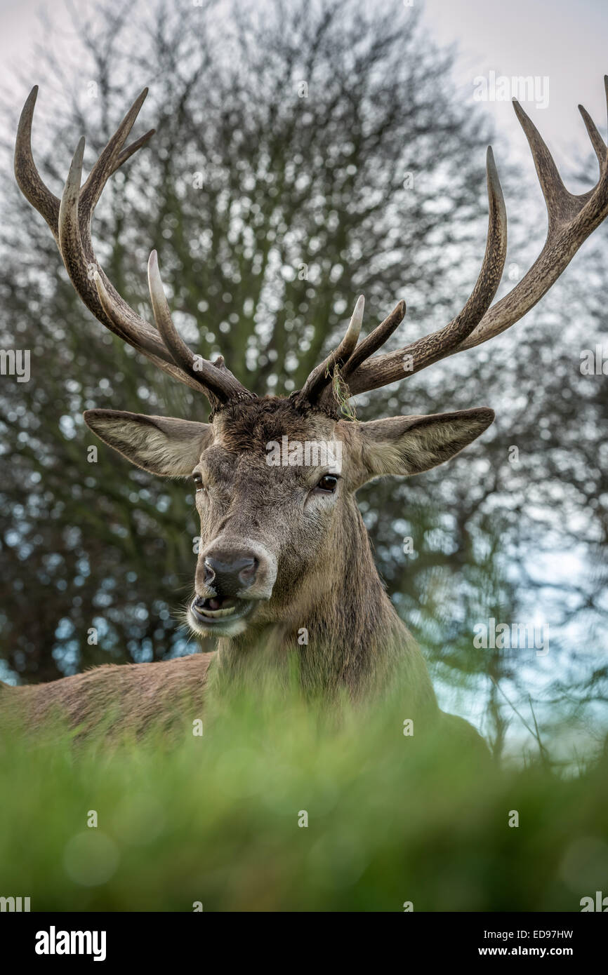 Woodland deer species hi-res stock photography and images - Alamy