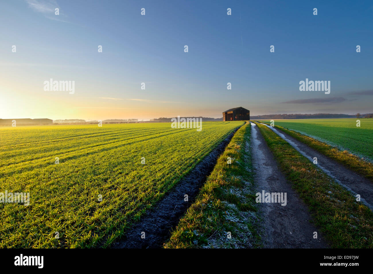 Sunset grassy field hi-res stock photography and images - Alamy