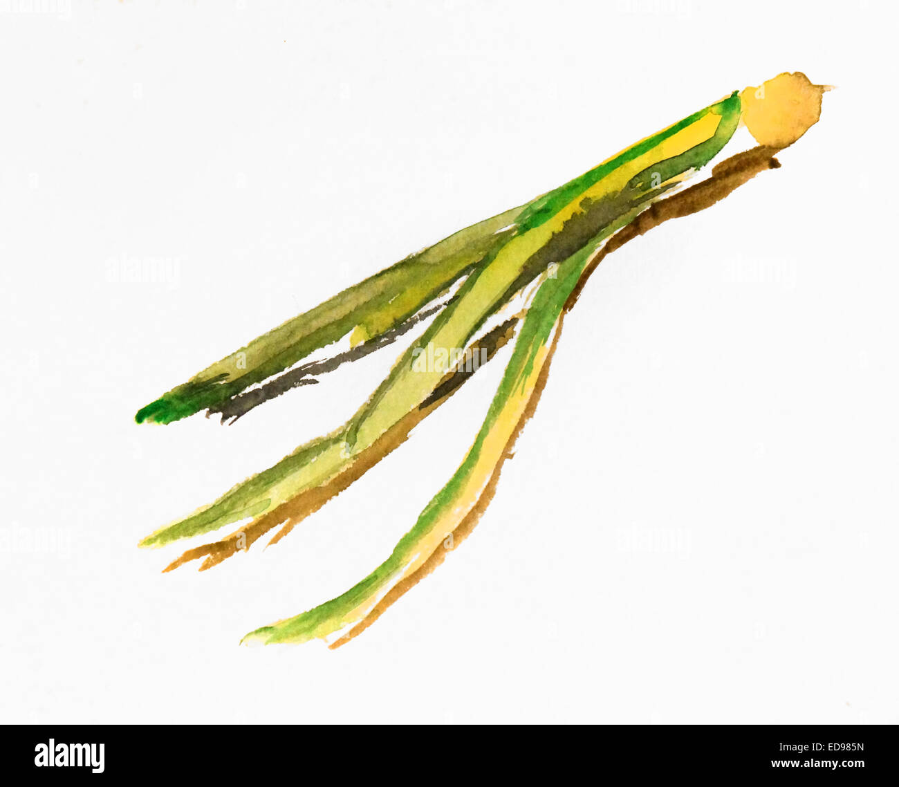 Chives drawing hi-res stock photography and images - Alamy
