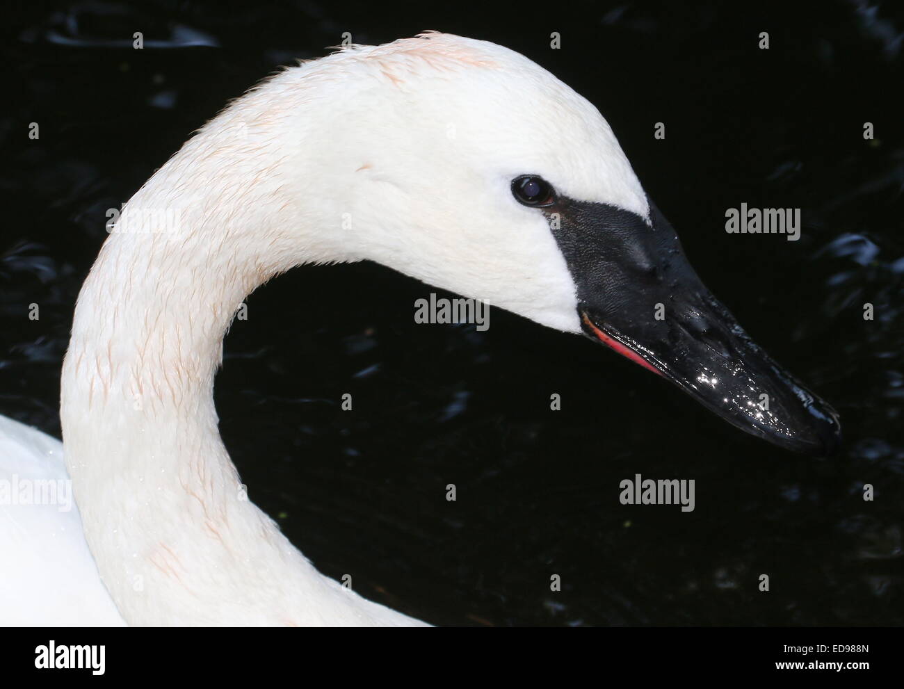 North American Trumpeter Swan (Cygnus buccinator), detailed close-up of ...