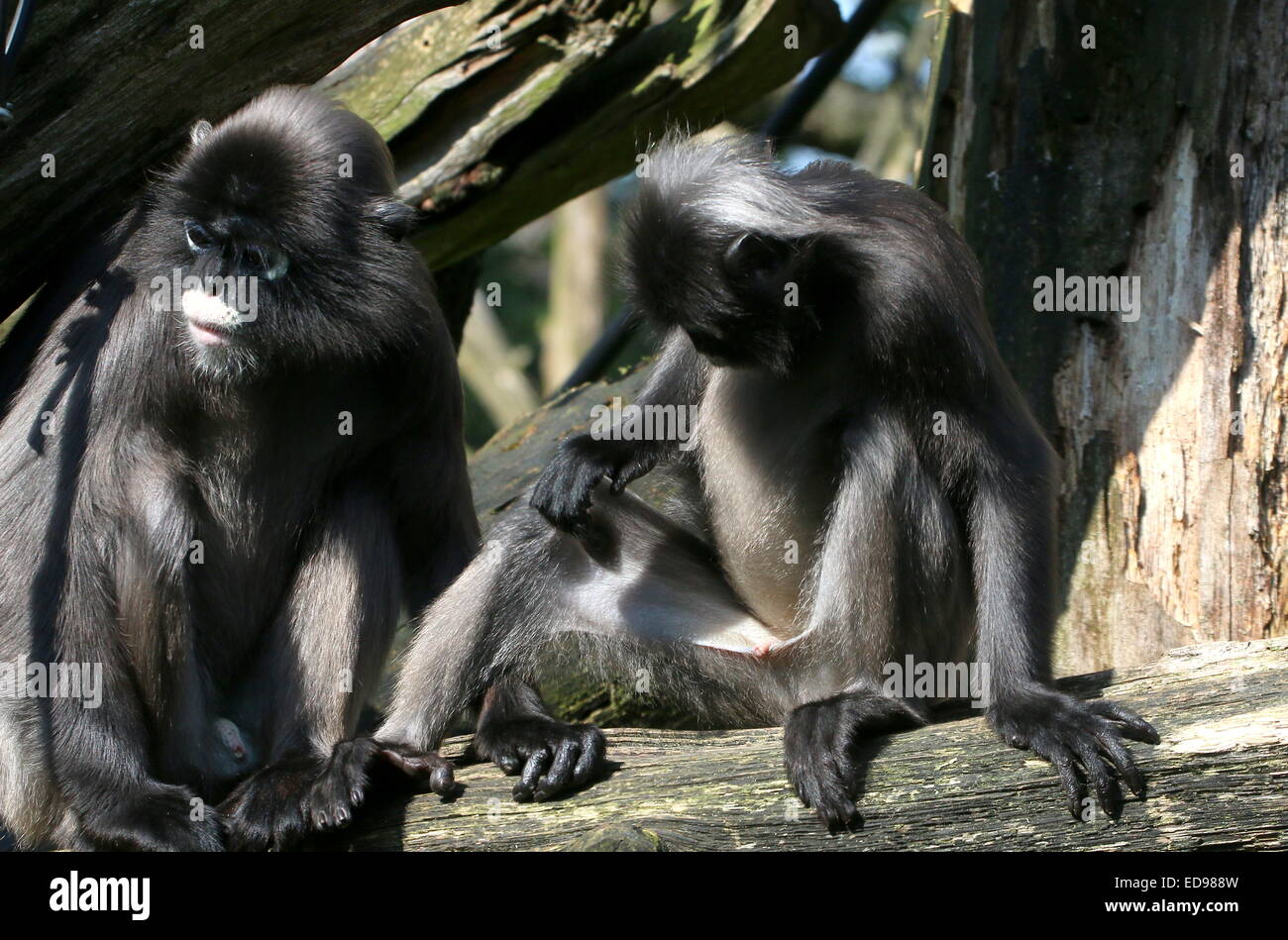 Two Southeast Asian Dusky leaf monkeys (Trachypithecus obscurus). A.k.a ...