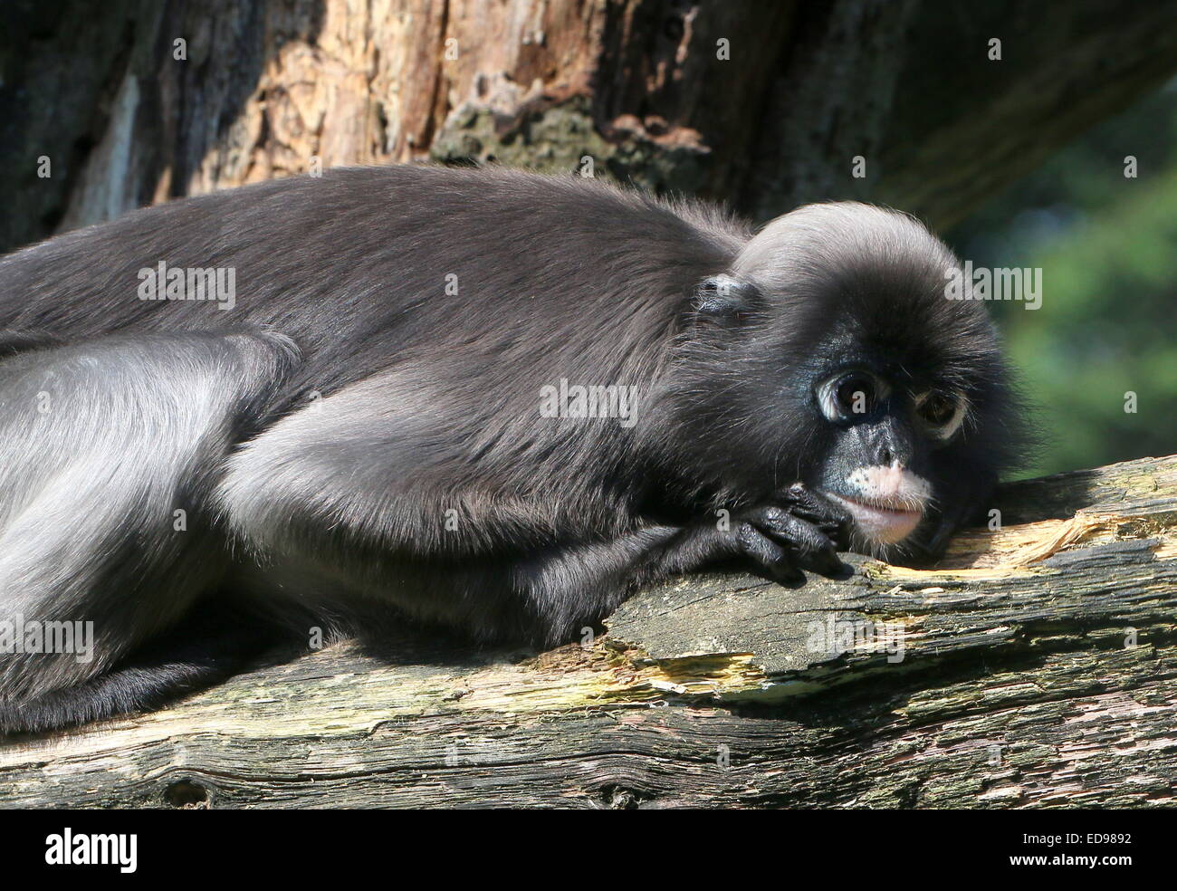 Southeast Asian Dusky leaf monkey (Trachypithecus obscurus). A.k.a Spectacled langur or ...