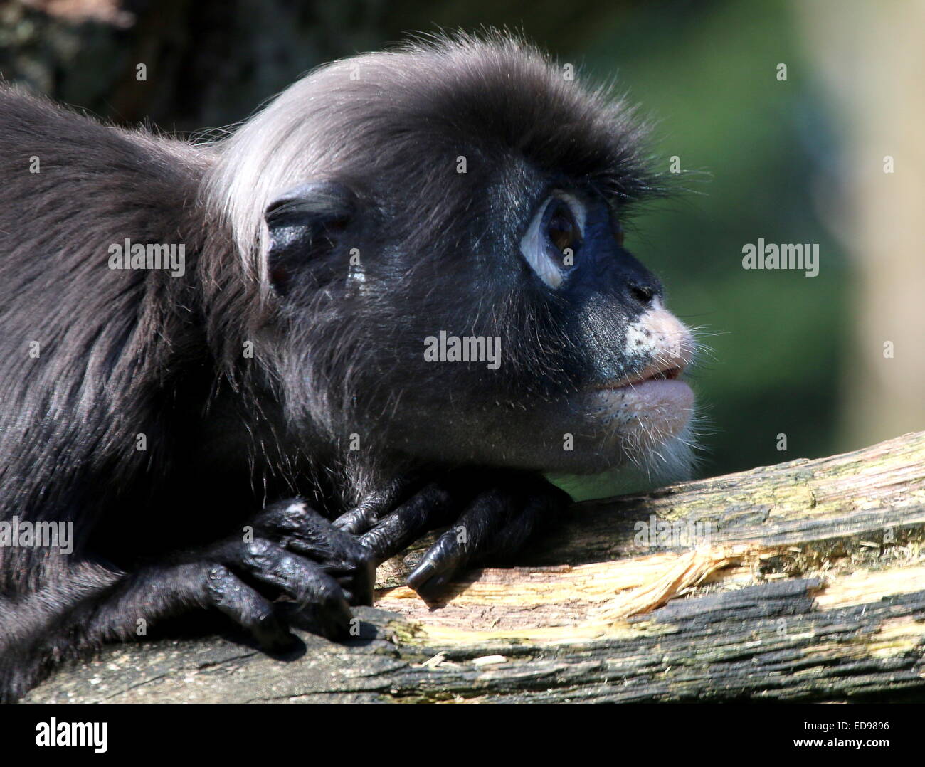 Southeast Asian Dusky leaf monkey (Trachypithecus obscurus). A.k.a ...