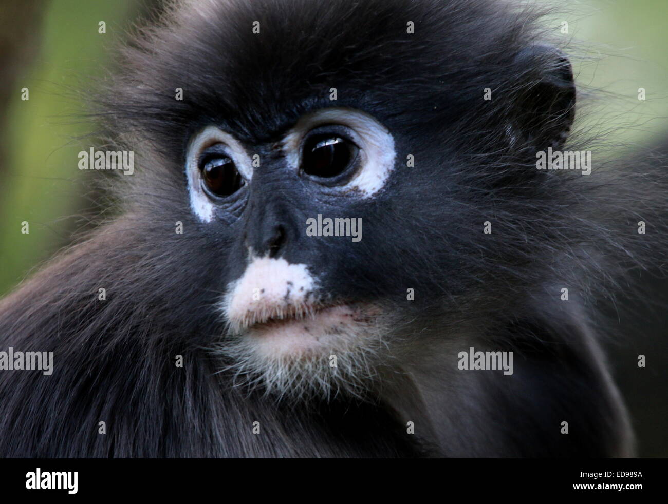 Head of an Southeast Asian Dusky leaf monkey (Trachypithecus obscurus ...