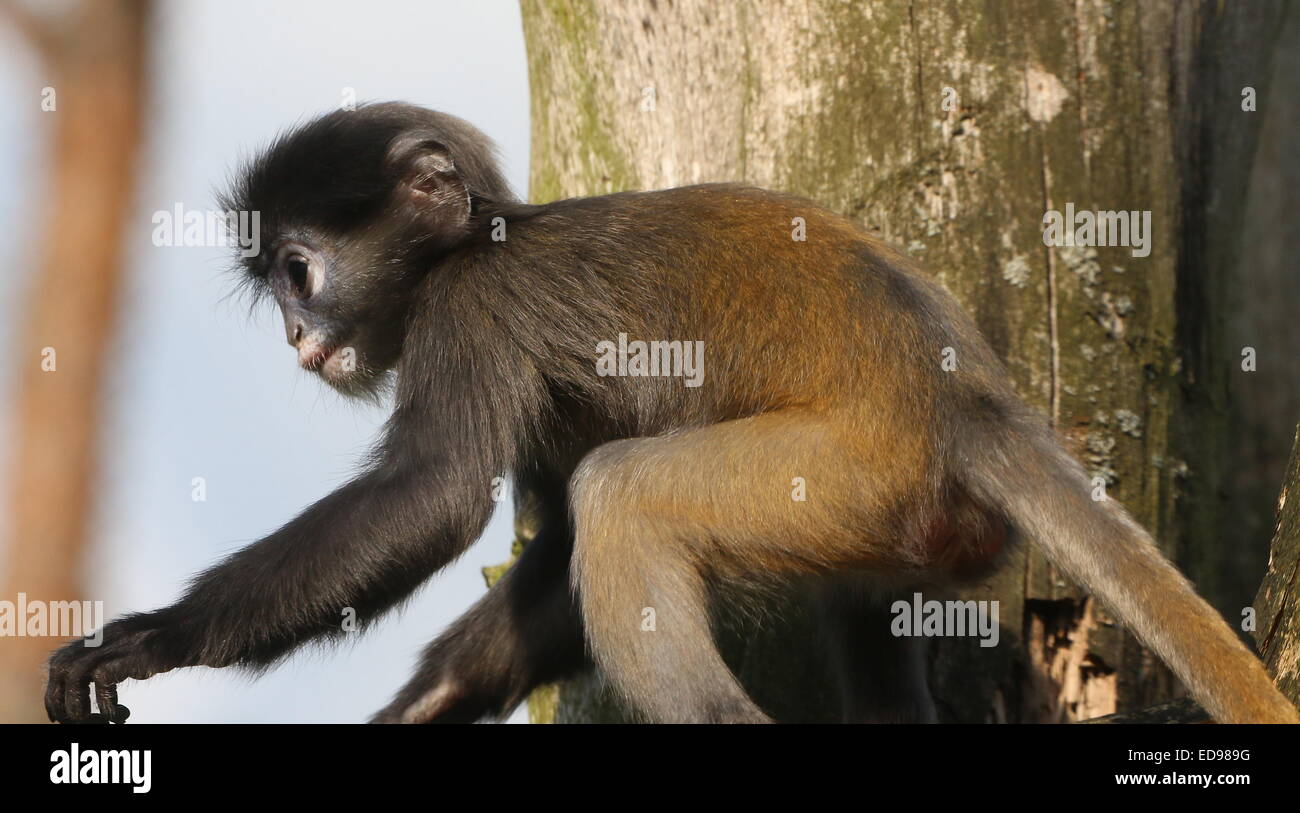 Juvenile Southeast Asian Dusky leaf monkey (Trachypithecus obscurus). A ...