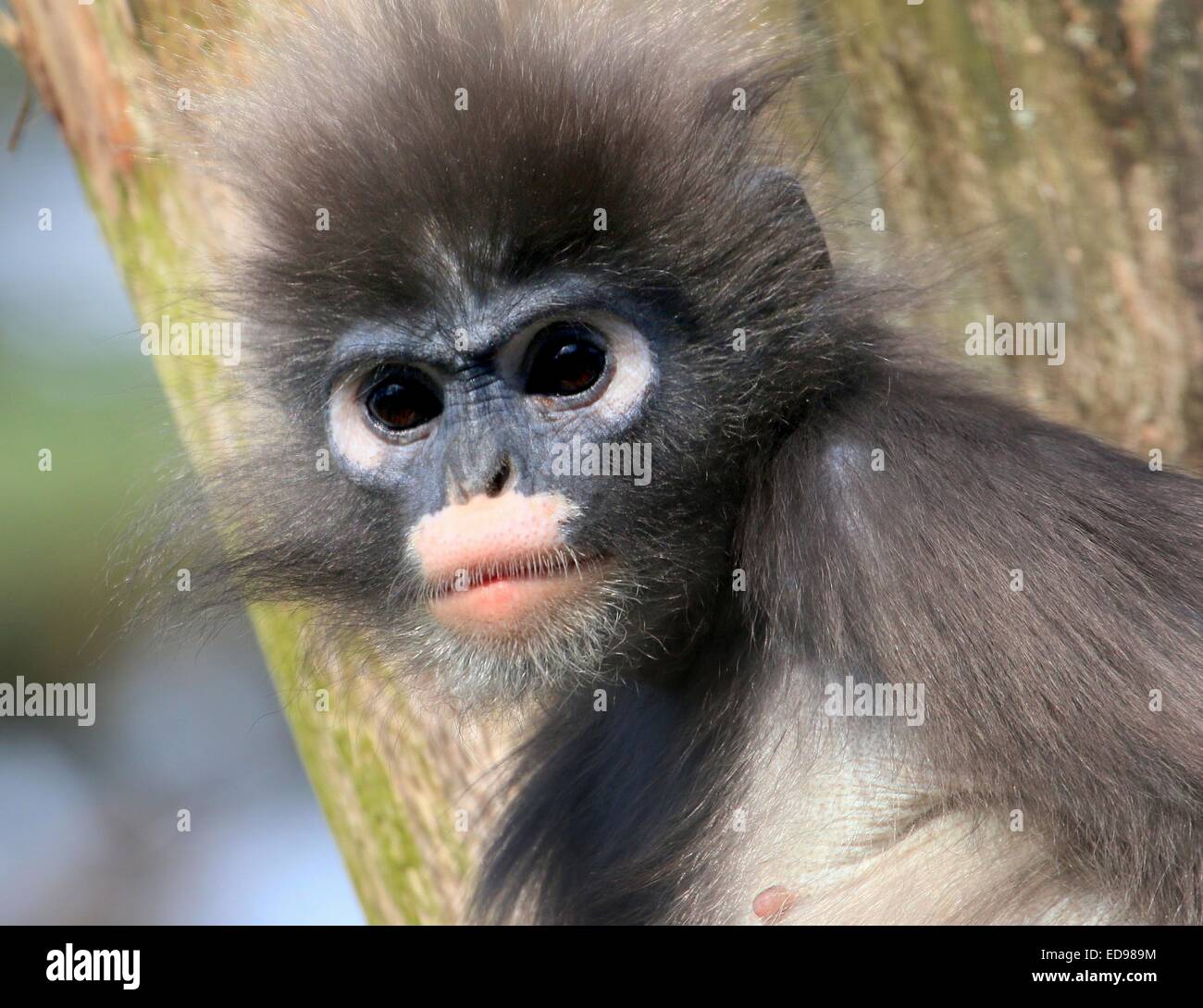 Southeast Asian Dusky leaf monkey (Trachypithecus obscurus). A.k.a ...