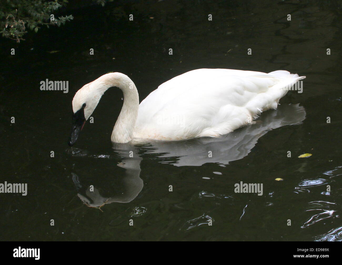 North american swan hi-res stock photography and images - Alamy