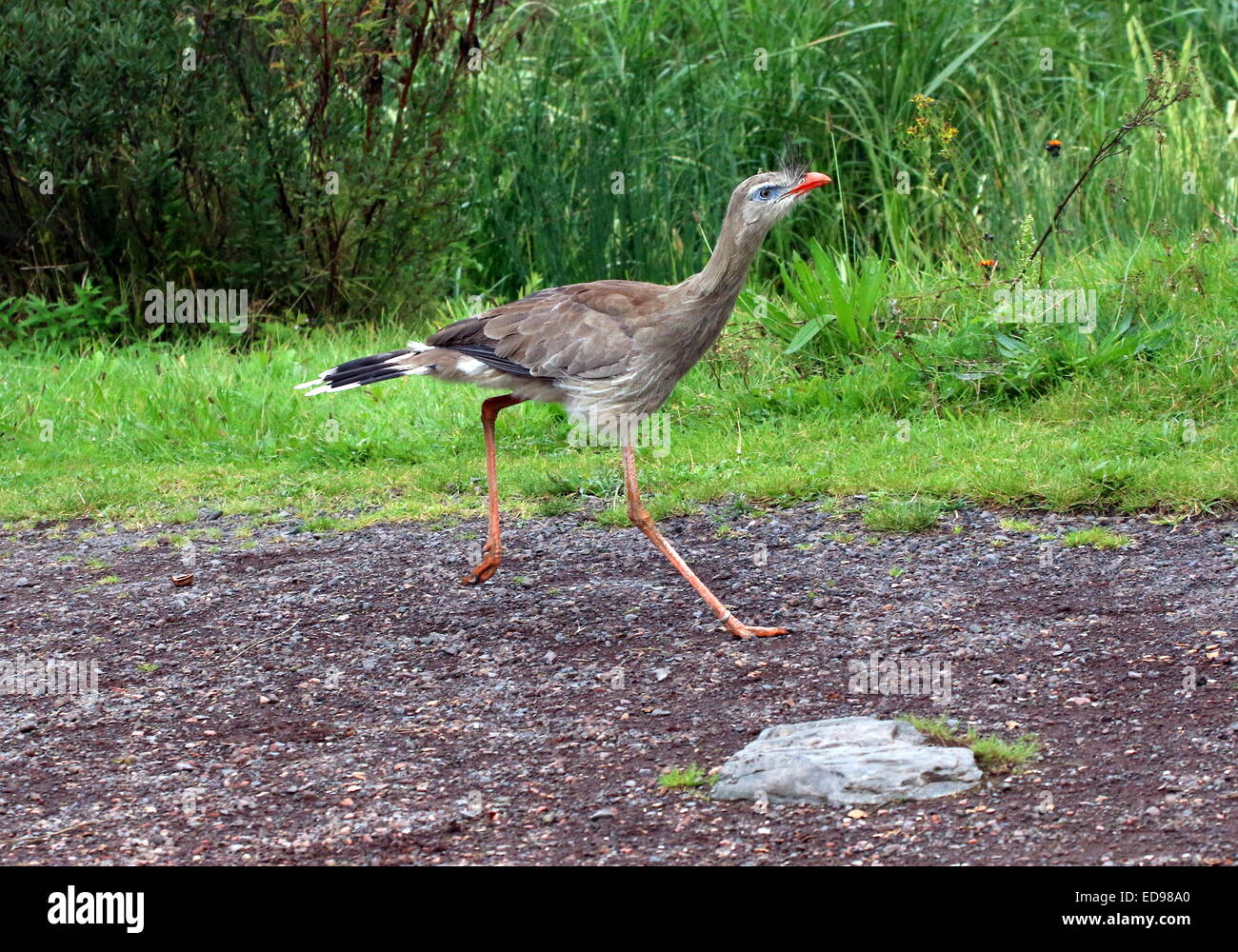 South American Red-legged seriema or crested cariama (Cariama cristata ...