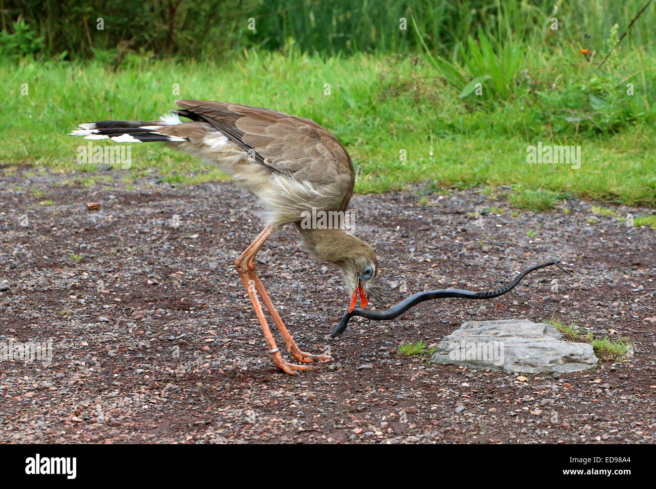 Snake catching bird hi-res stock photography and images - Alamy