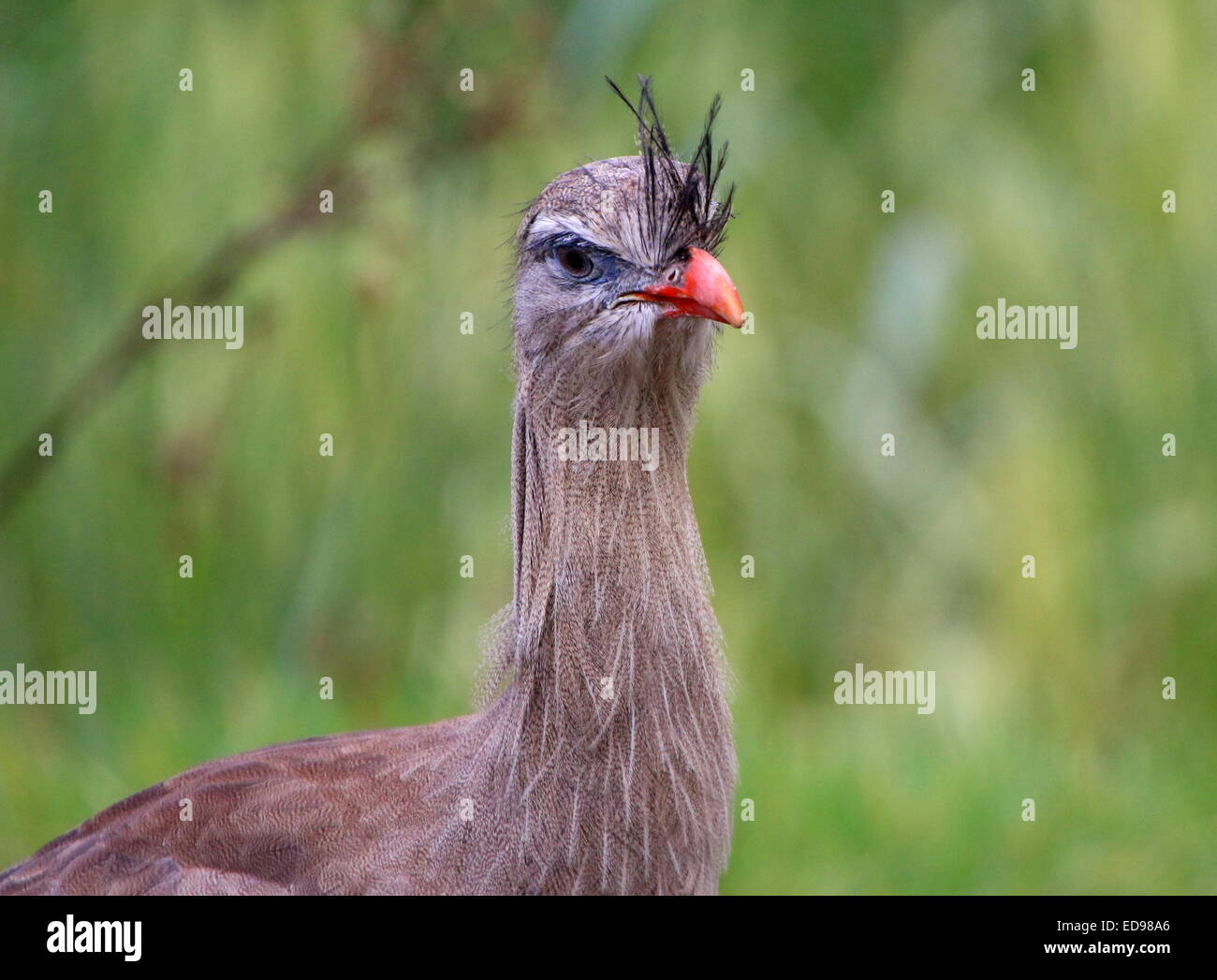 South American Red-legged seriema or crested cariama (Cariama cristata ...