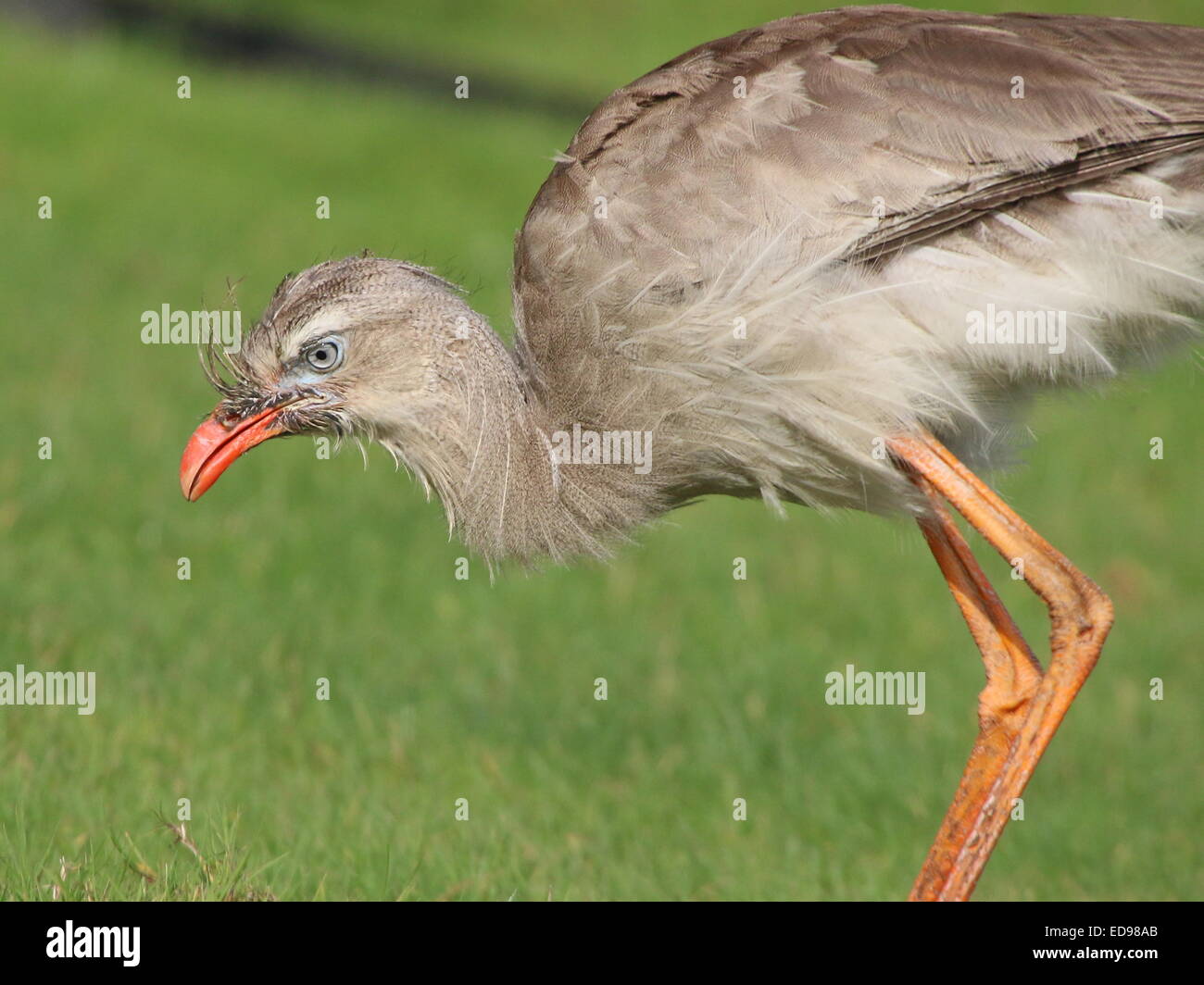 Close-up of a South American Red-legged seriema or crested cariama ...