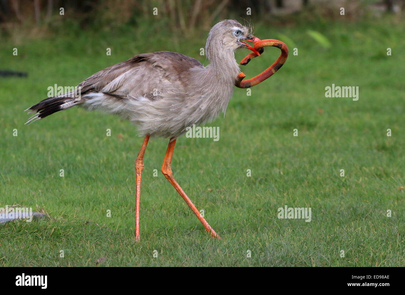 Seriema bird hi-res stock photography and images - Alamy