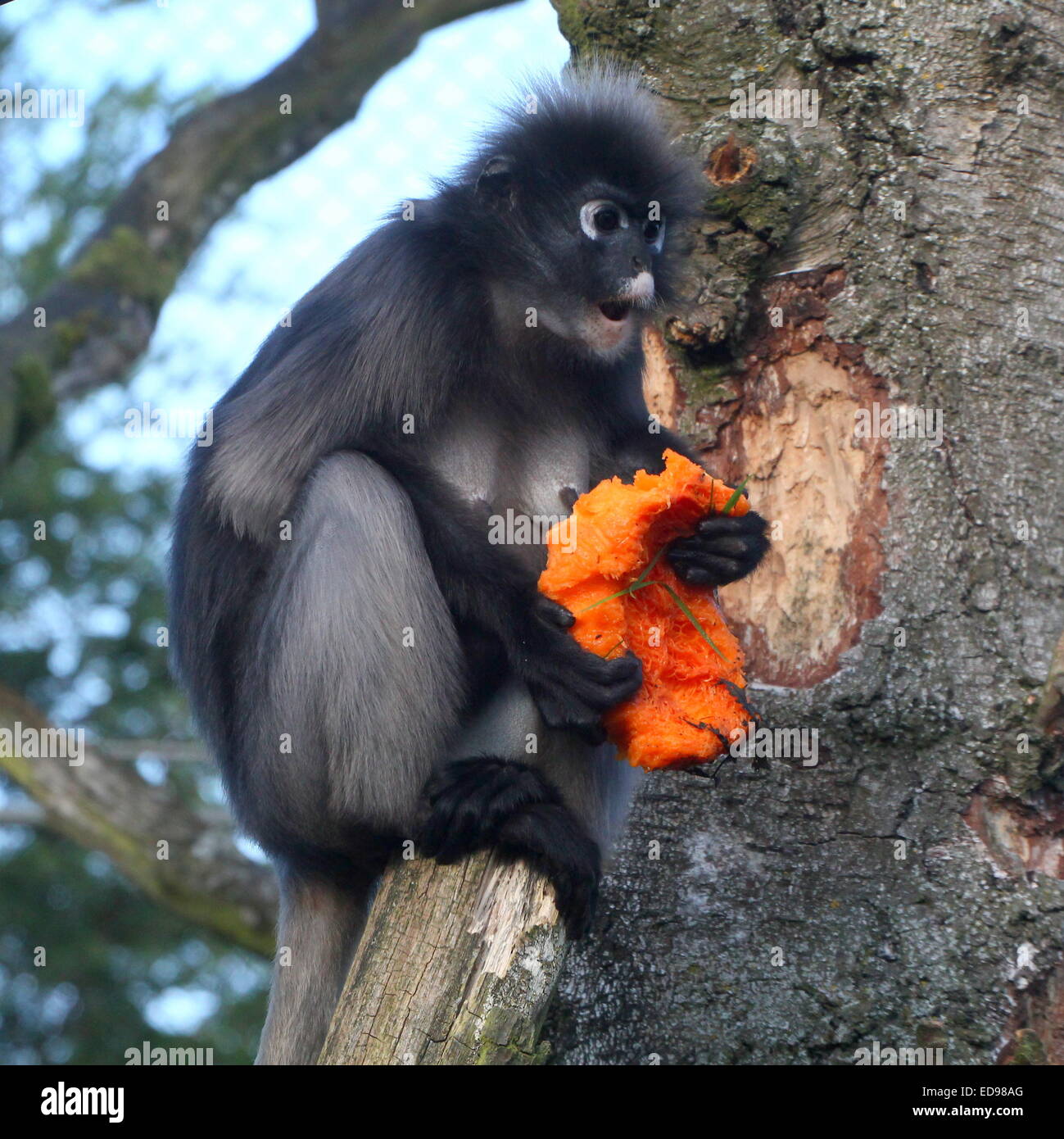 Content monkey hi-res stock photography and images - Alamy