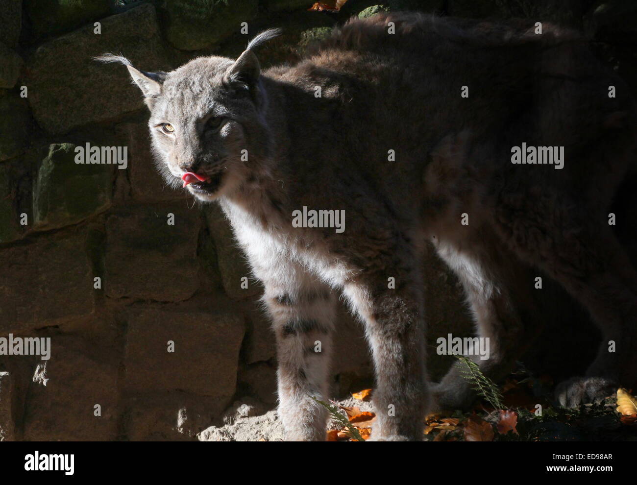 Loup cervier hi-res stock photography and images - Alamy