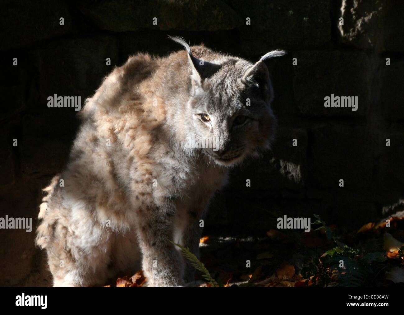 Loup cervier hi-res stock photography and images - Alamy