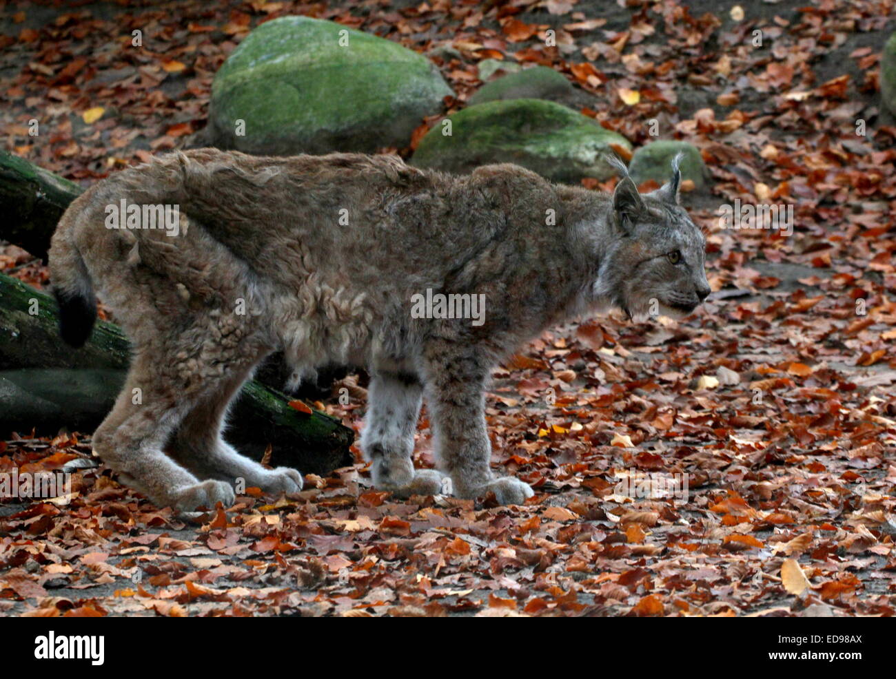 Loup cervier hi-res stock photography and images - Alamy