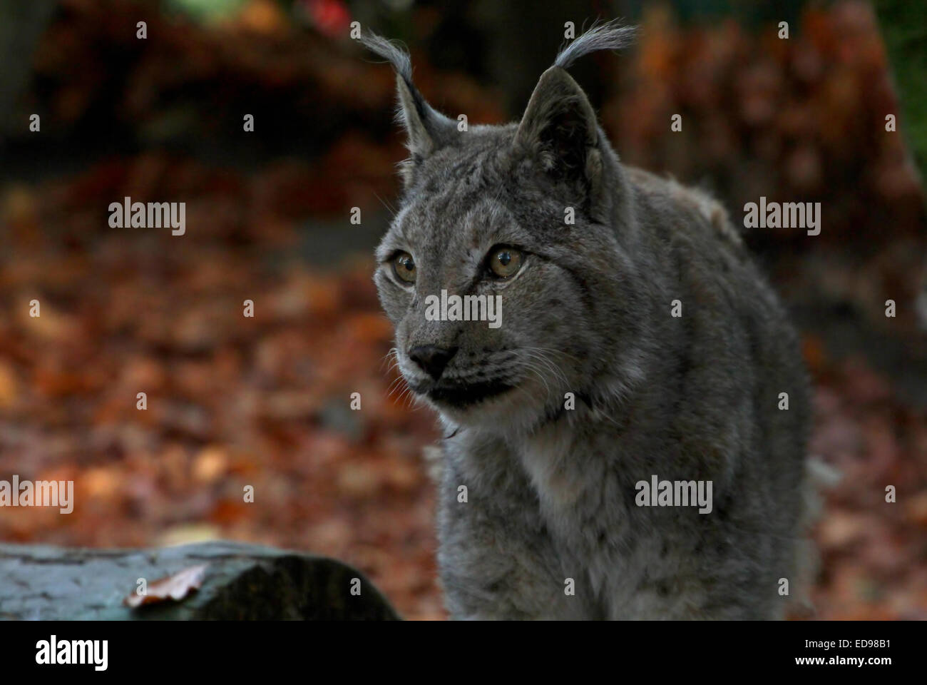 Lince euroasiatico hi-res stock photography and images - Alamy