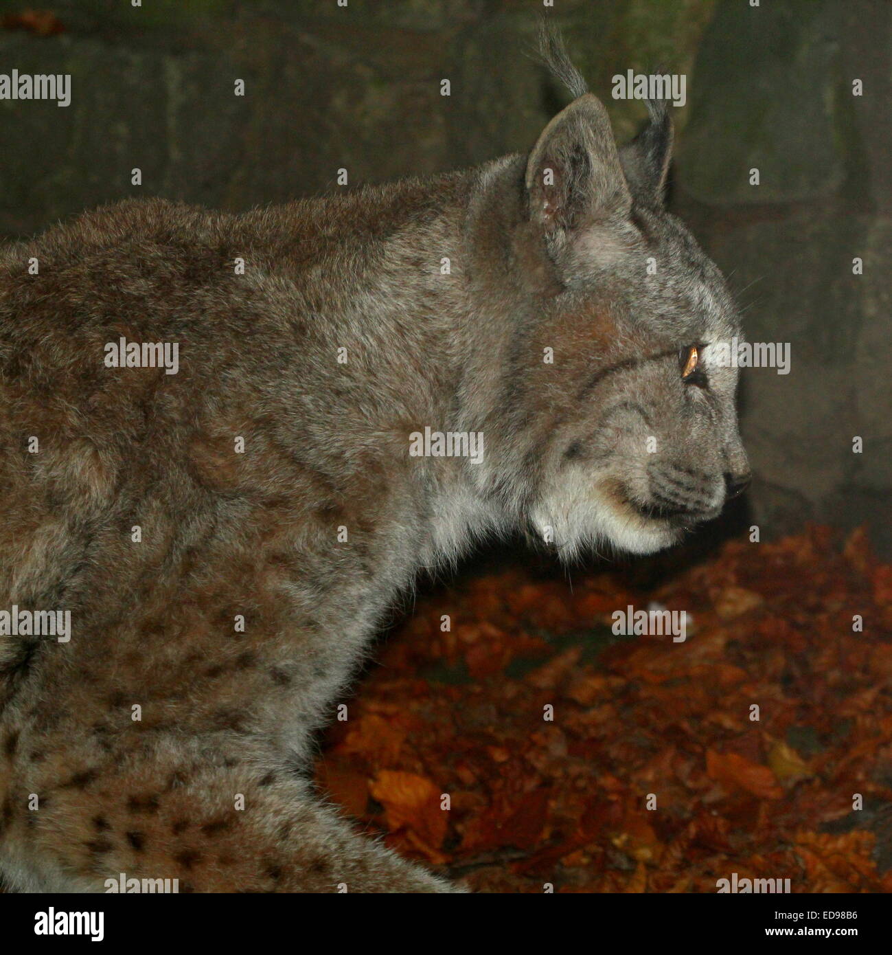 Loup cervier hi-res stock photography and images - Alamy