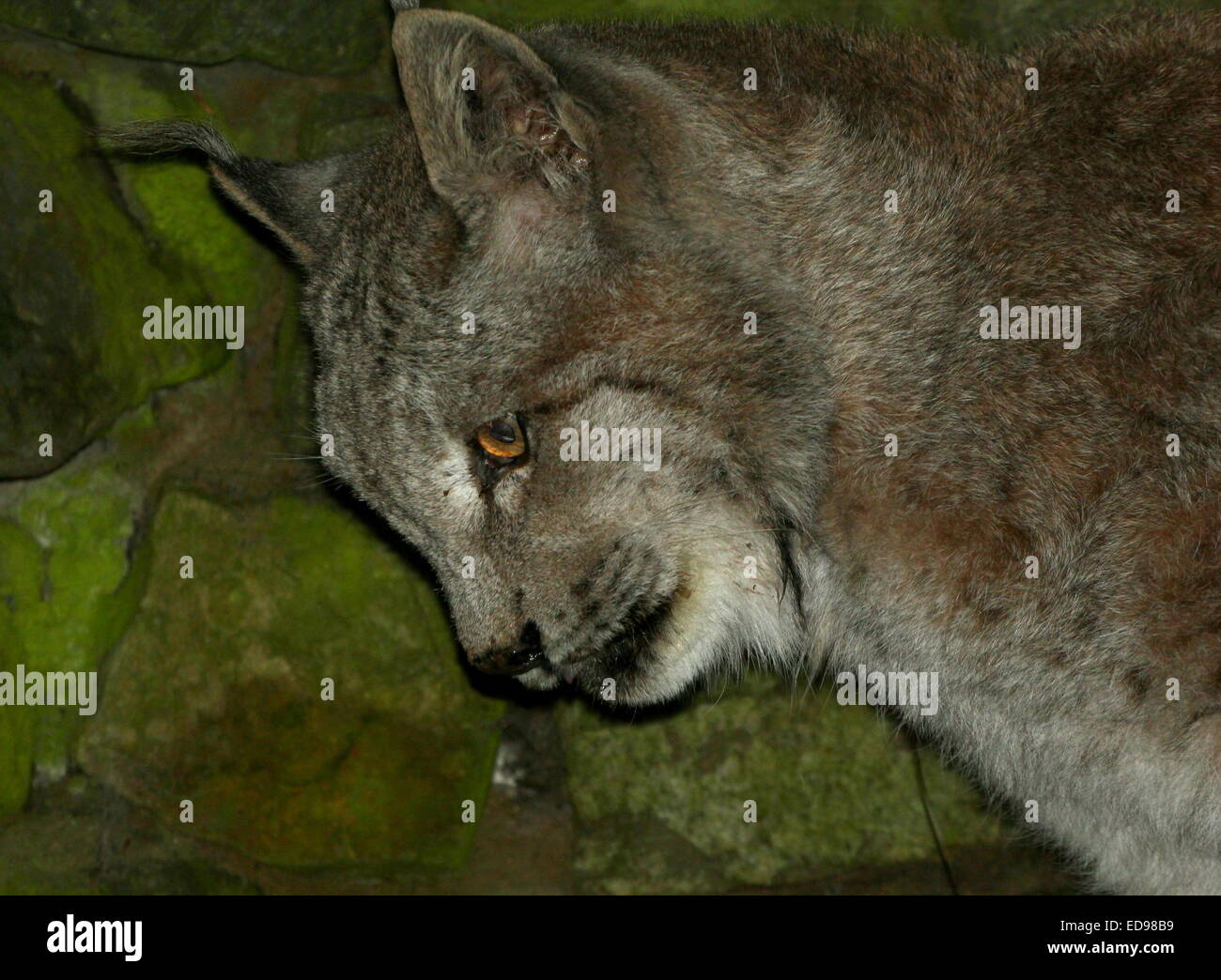 Loup cervier hi-res stock photography and images - Alamy