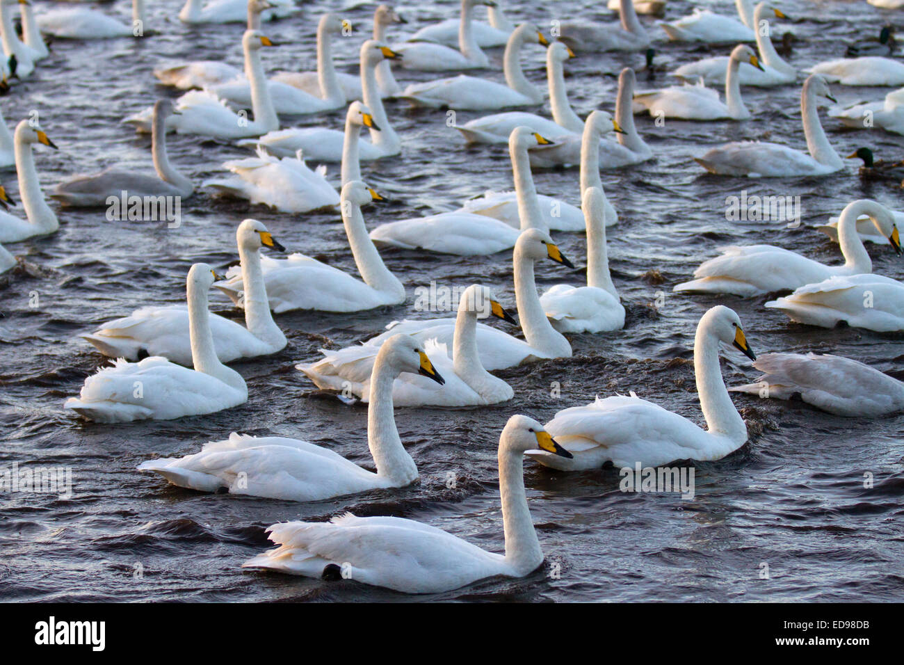 Swan migration west lancashire hi-res stock photography and images - Alamy