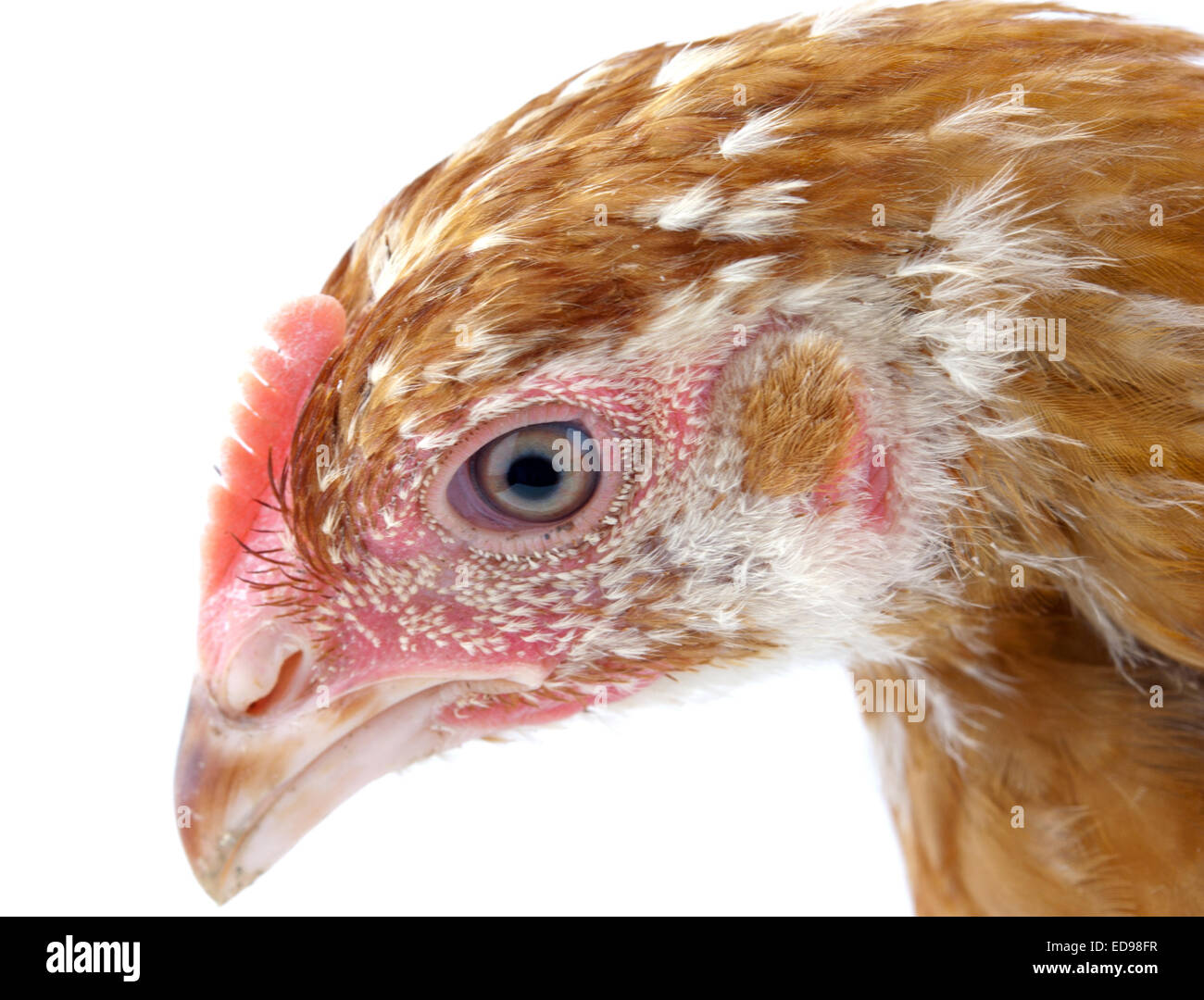 head hen is isolated on white Stock Photo - Alamy