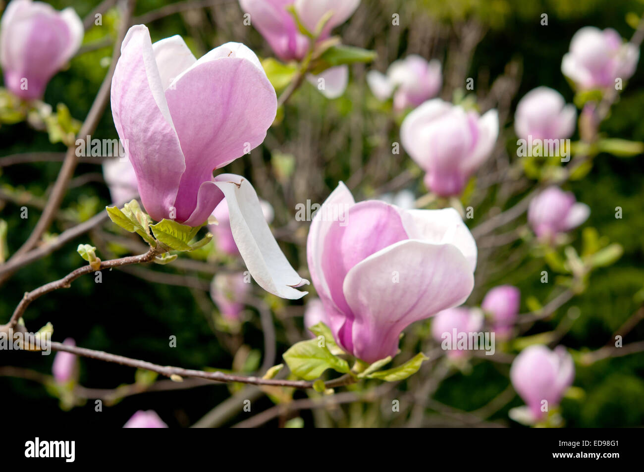 blossoming of magnolia flowers in spring time Stock Photo - Alamy