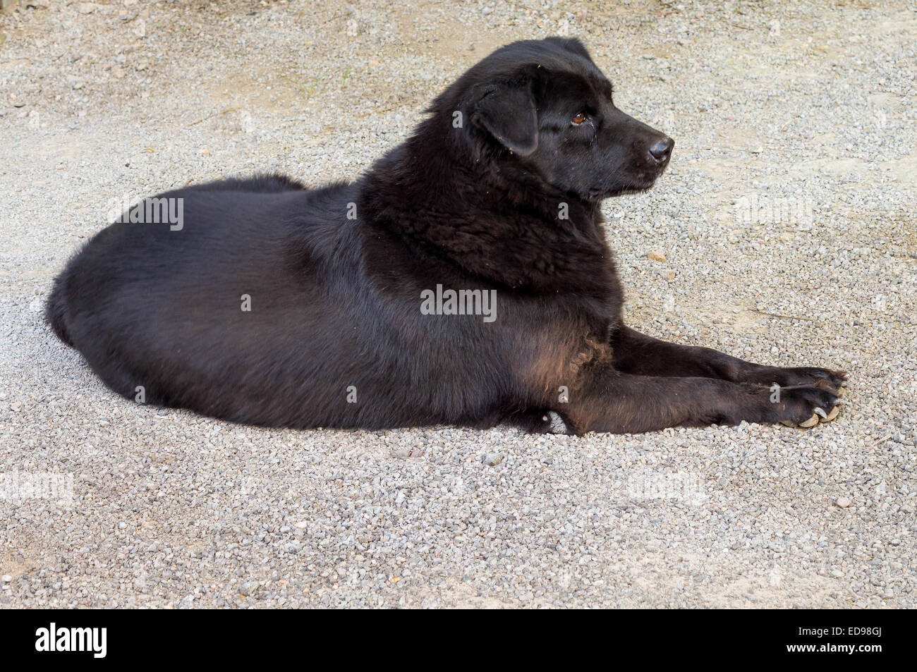 Dog lay down hi-res stock photography and images - Alamy