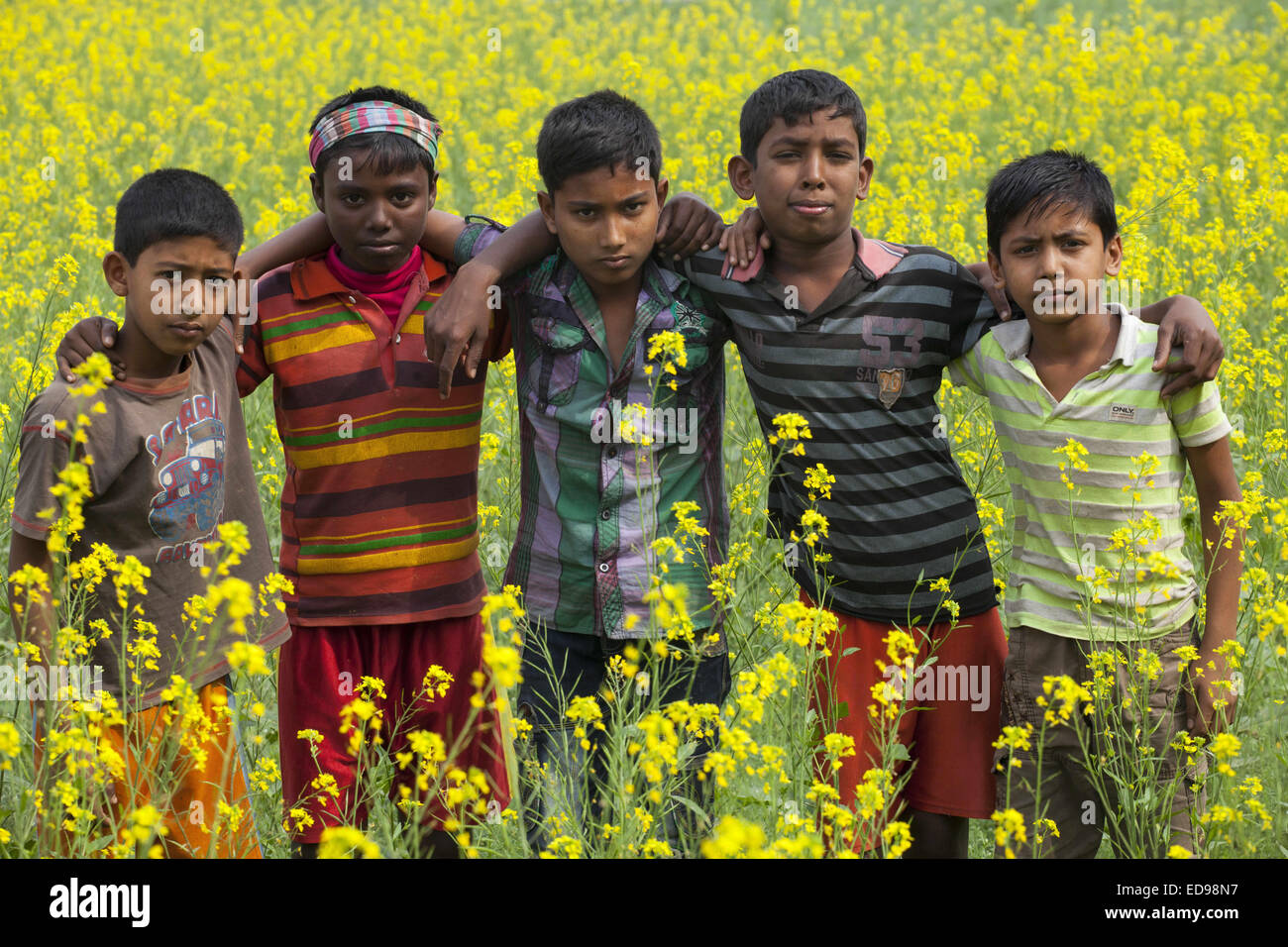 Mustered Field High Resolution Stock Photography and Images - Alamy