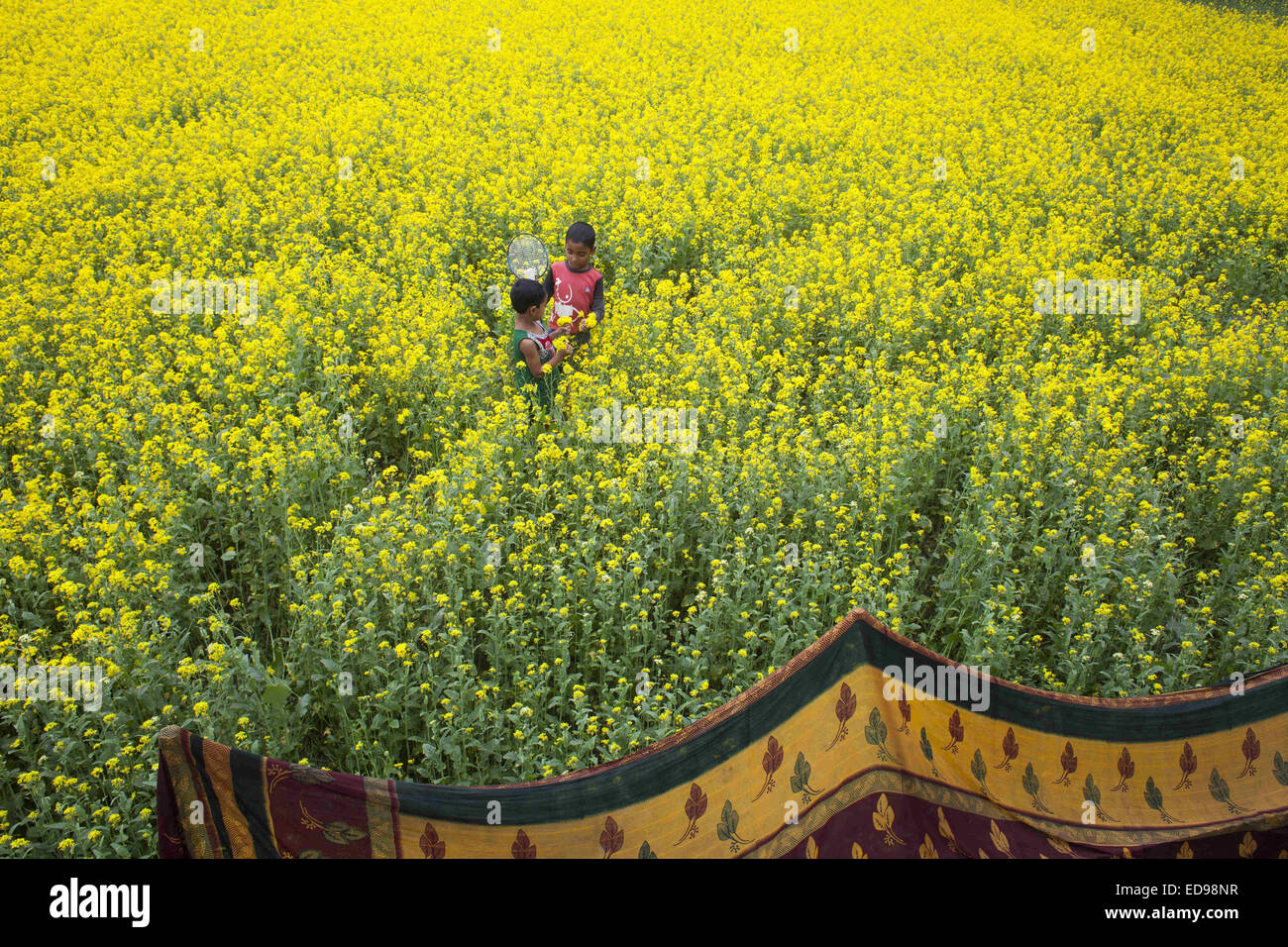 Mustered Field High Resolution Stock Photography and Images - Alamy