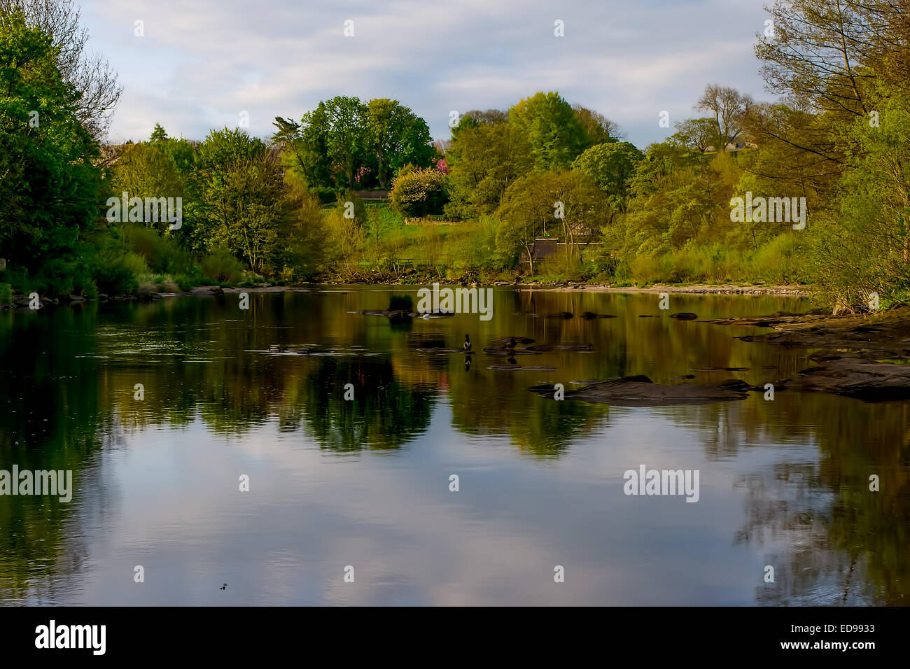 The River Tees as seen from Barnard Castle and the County Bridge in ...