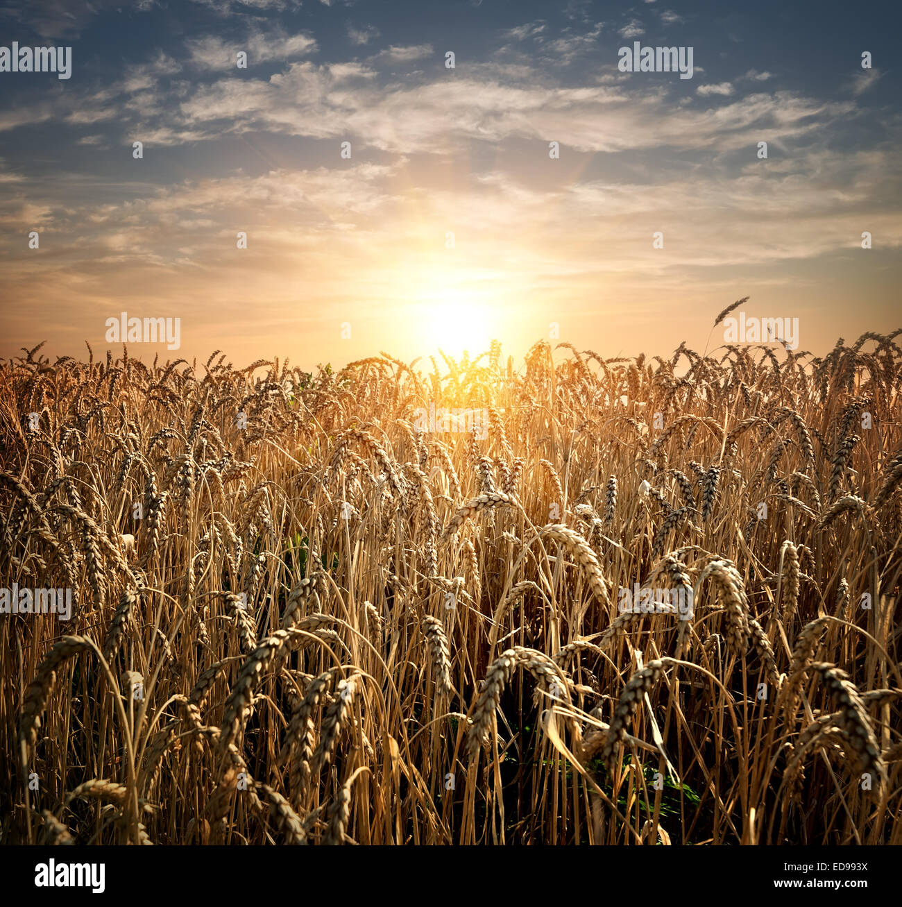 Beautiful yellow field ripe wheat hi-res stock photography and images ...