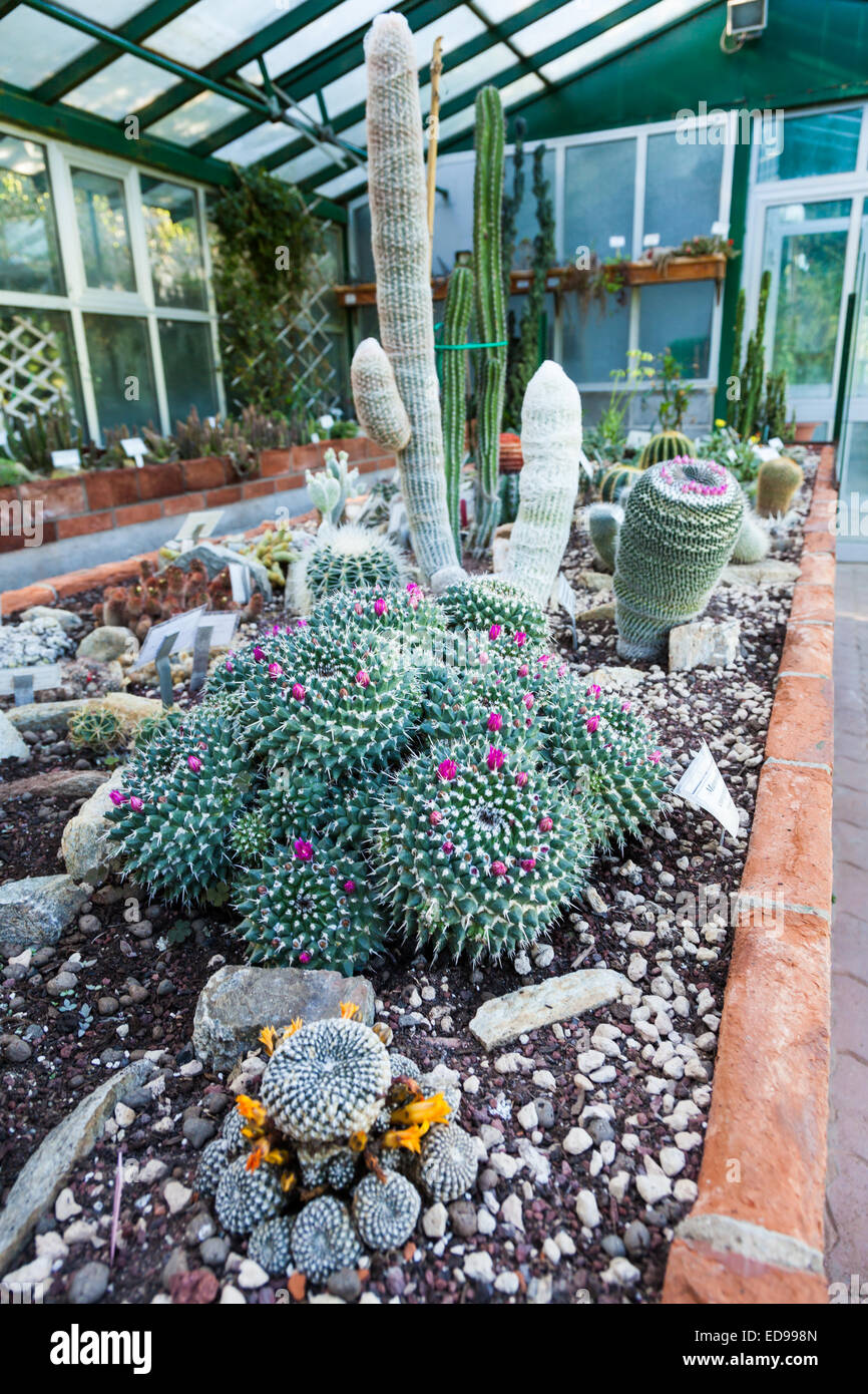 Interior of a cactus greenhouse; detail of the plantation banch Stock ...