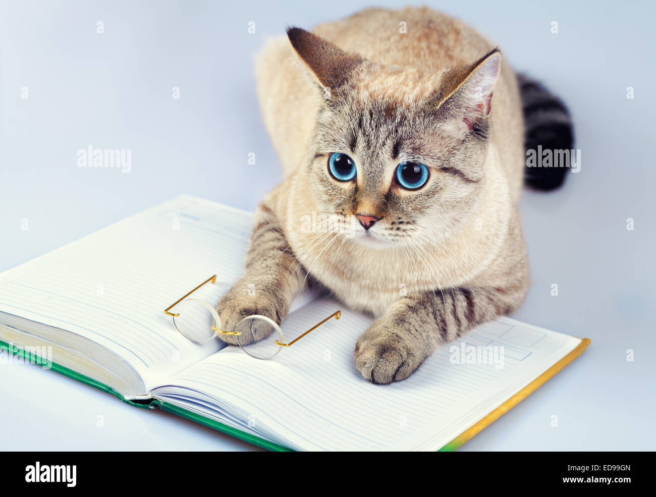 Cute business cat with glasses reading notebook (book Stock Photo - Alamy