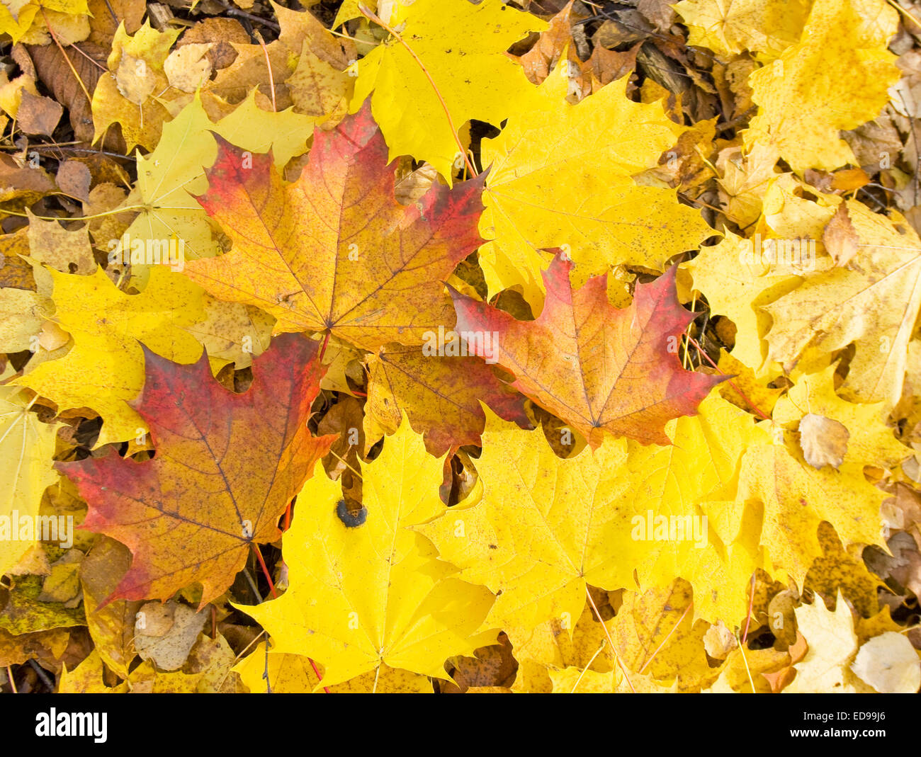 Many autumn maple leaves of yellow and red colours Stock Photo - Alamy