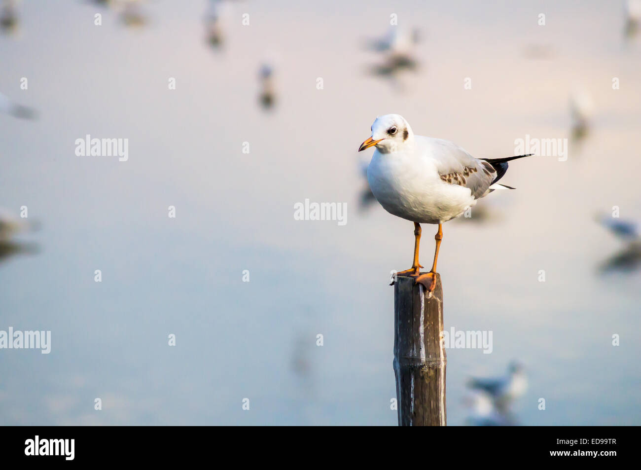 Seagull stand on the wooden pole with sea background Stock Photo - Alamy