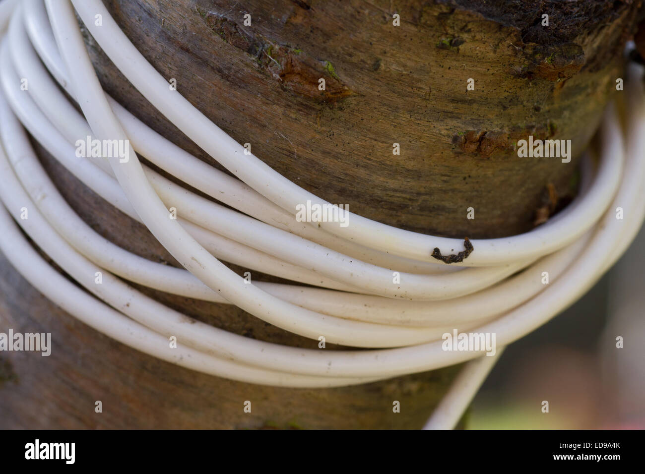 Wire cable around tree hi-res stock photography and images - Alamy