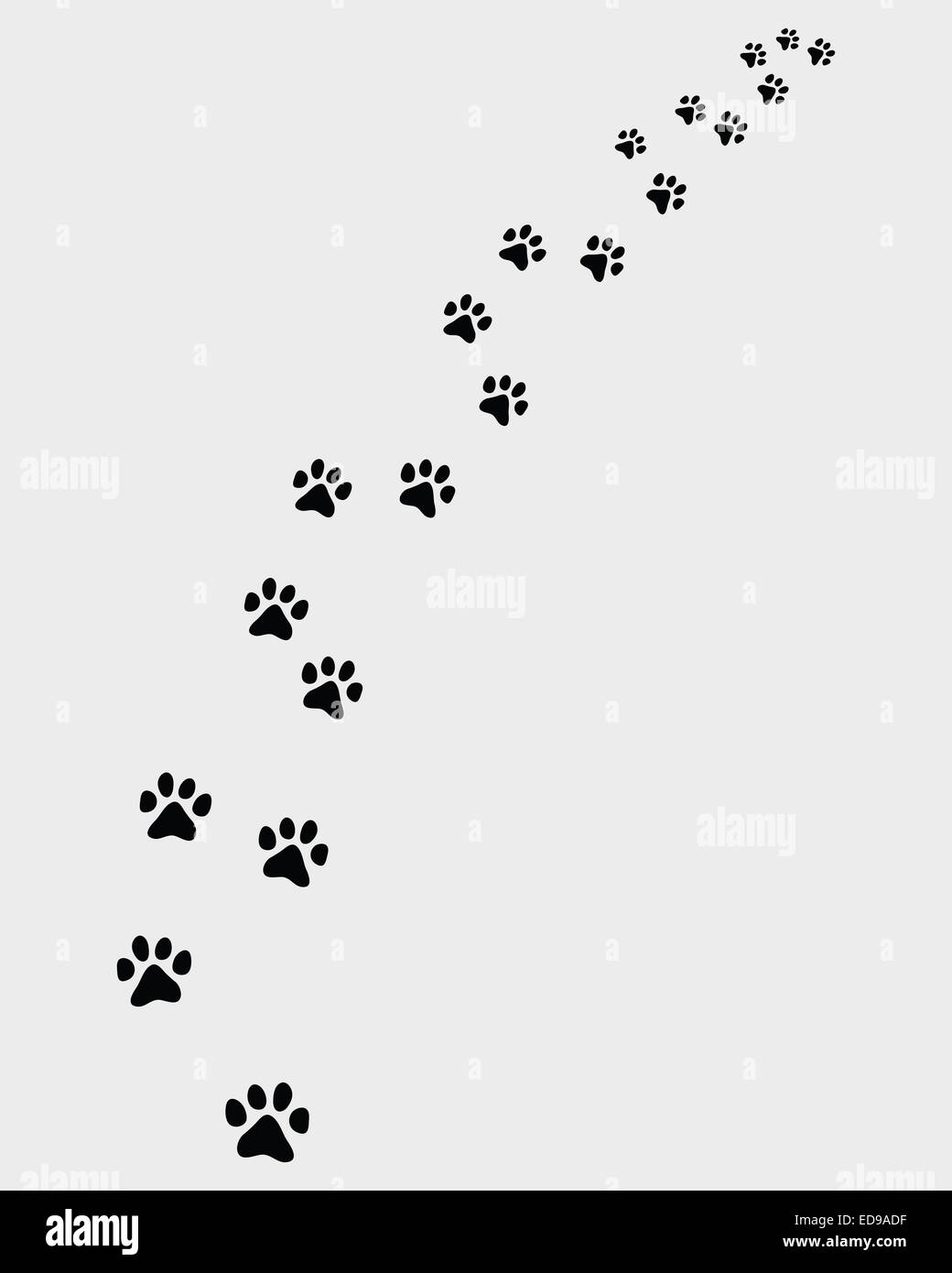 Footprints of cat Stock Photo - Alamy