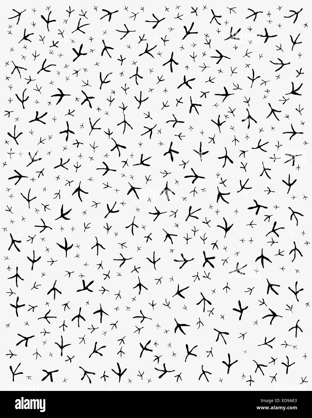 trace of birds Stock Photo - Alamy