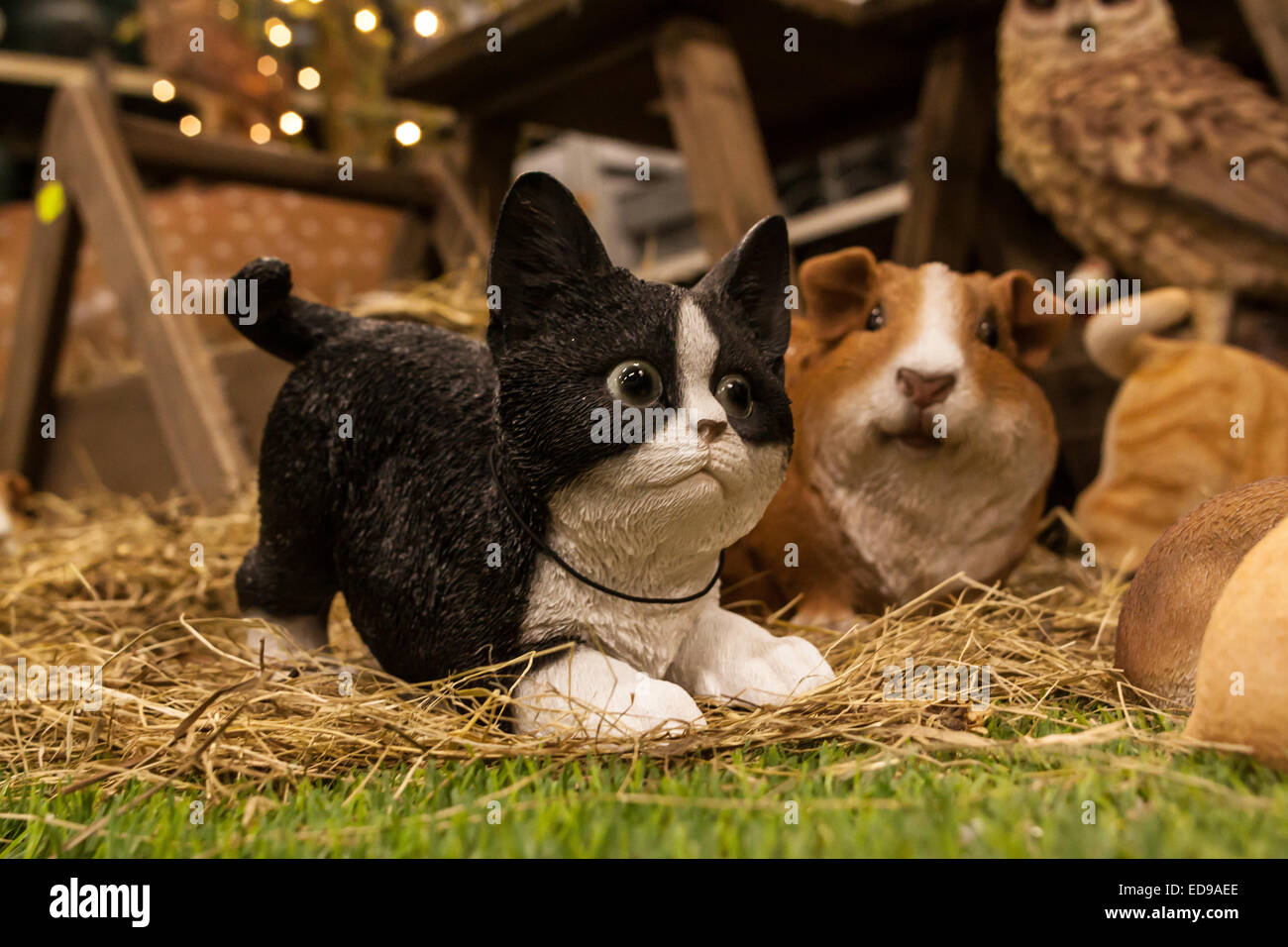 Guinea pig and cat hi-res stock photography and images - Alamy