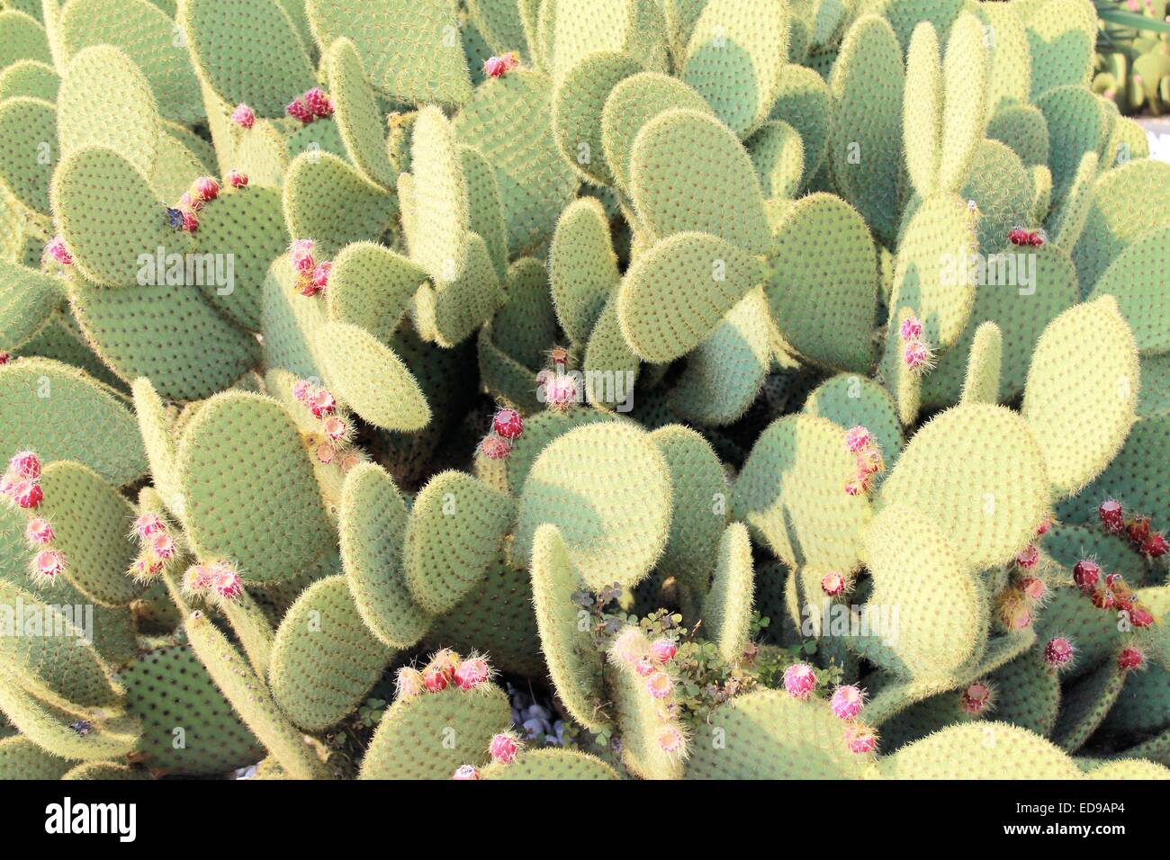 Ripe Prickly pair cactus and fruit Stock Photo - Alamy