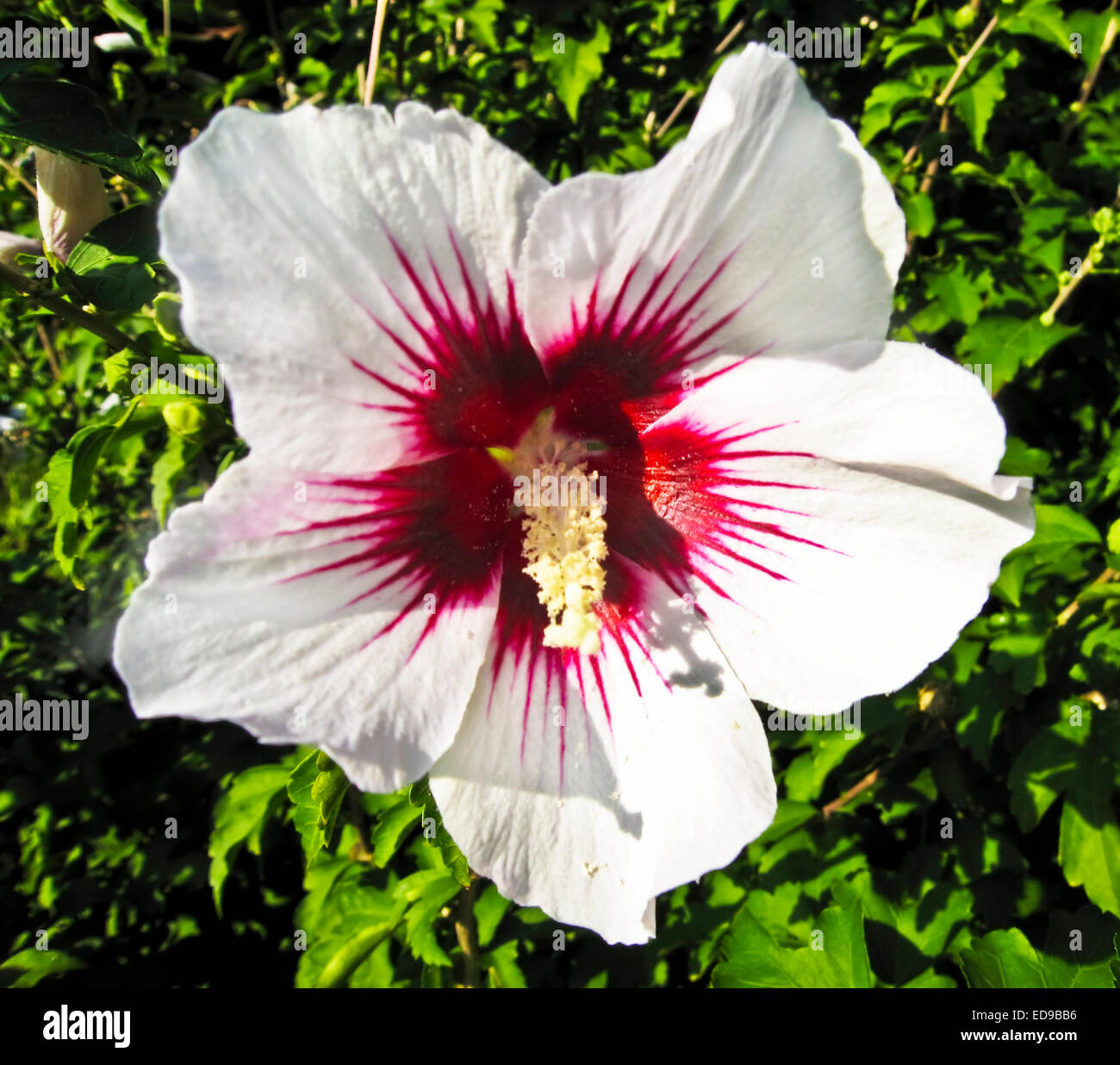 One big flower of white hibiscus (syrian rose Stock Photo - Alamy
