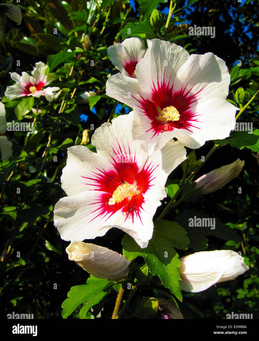 Two flowers of white hibiscus (syrian rose Stock Photo - Alamy