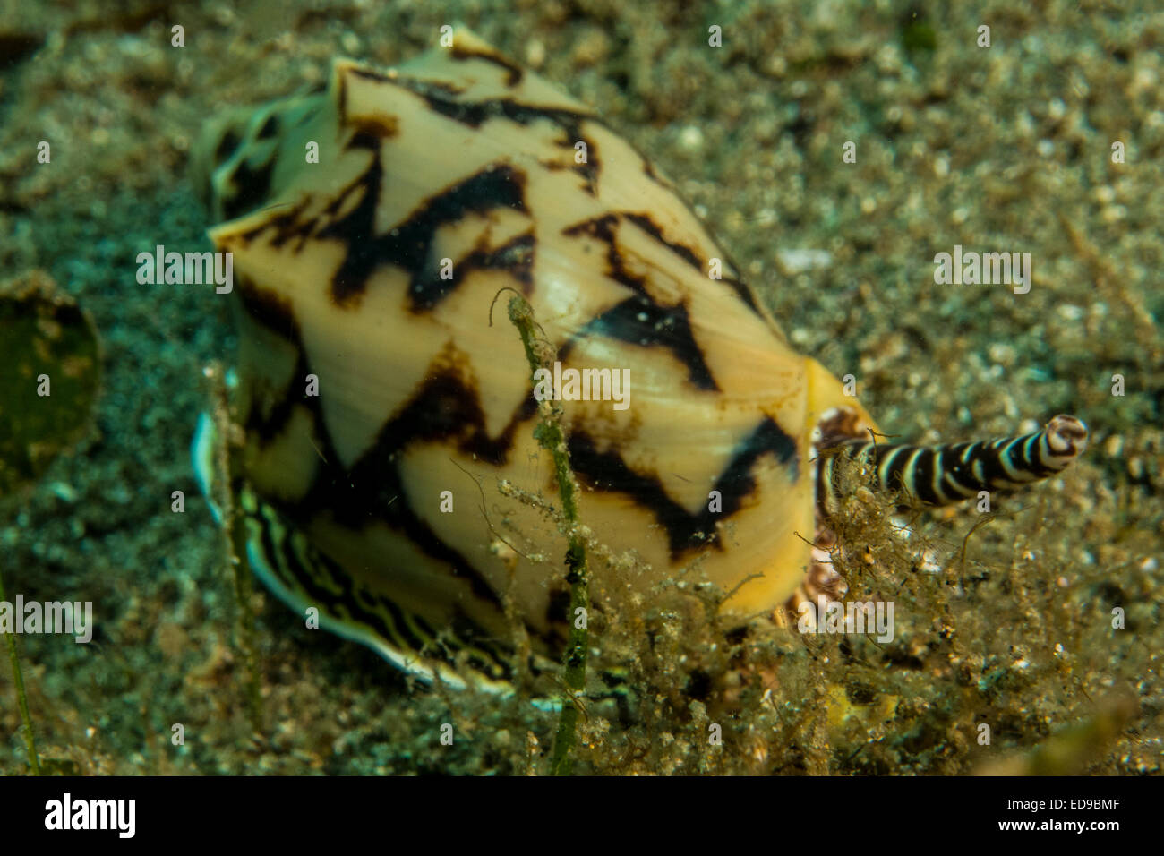 Anilao, Philippines, underwater, marine life, sea life, coral reef, sea ...